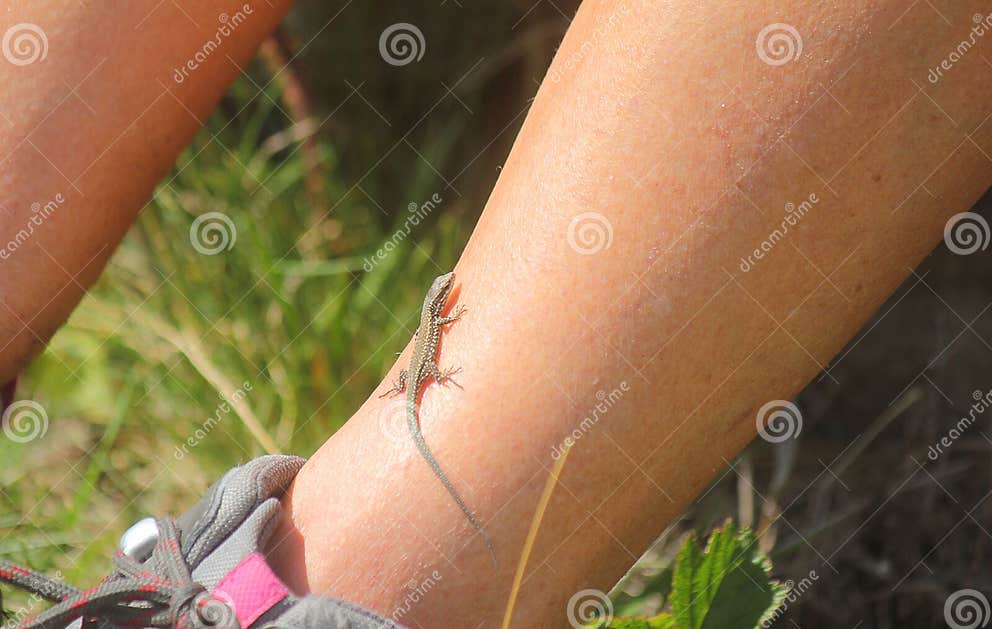 Lizard on the leg stock image. Image of camouflage, nature - 98371895