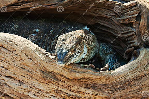Lizard legavaan stock image. Image of monitor, legavaan - 12725431