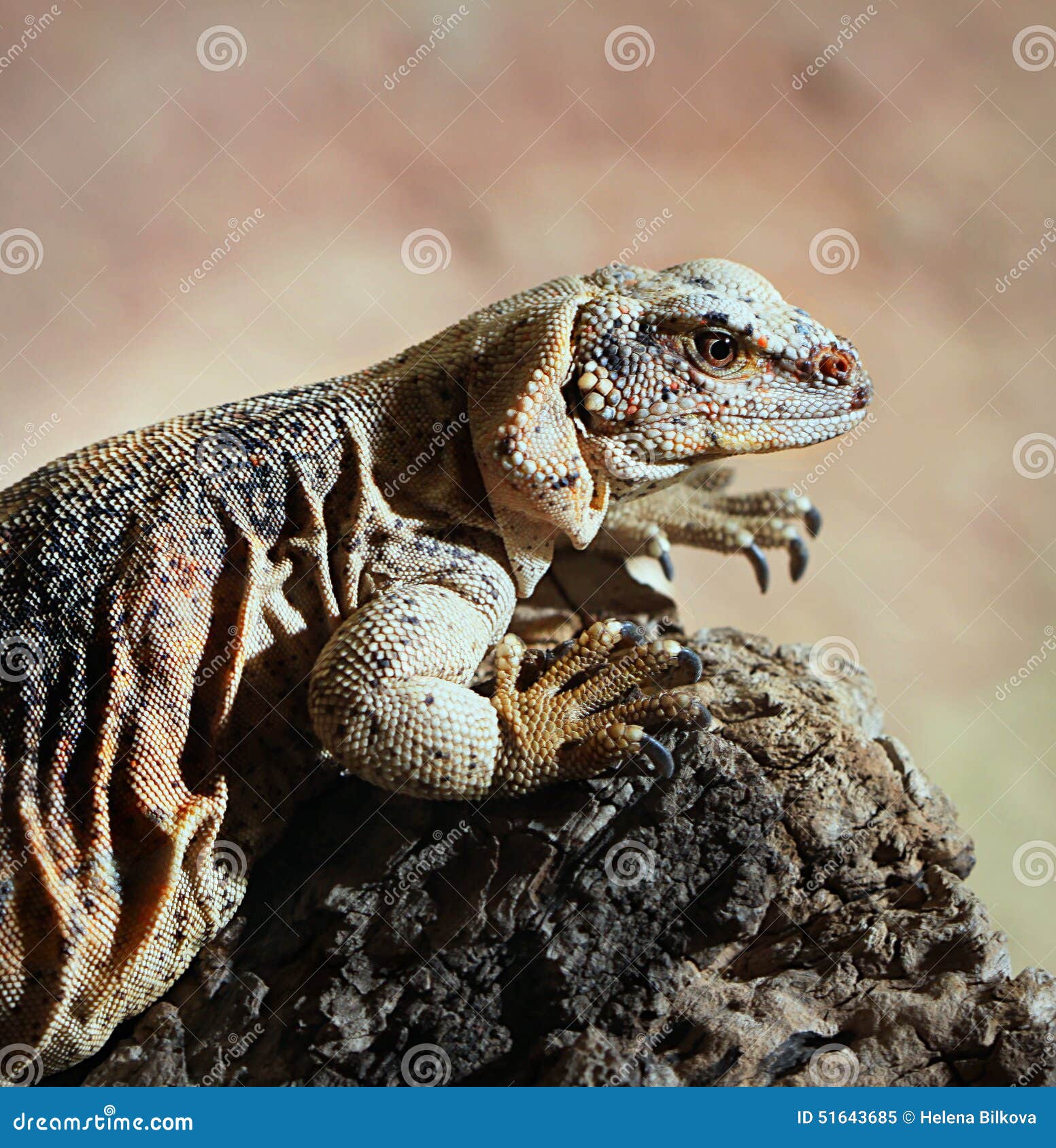 Lizard, Leguan, Iguana stock image. Image of reptile - 51643685