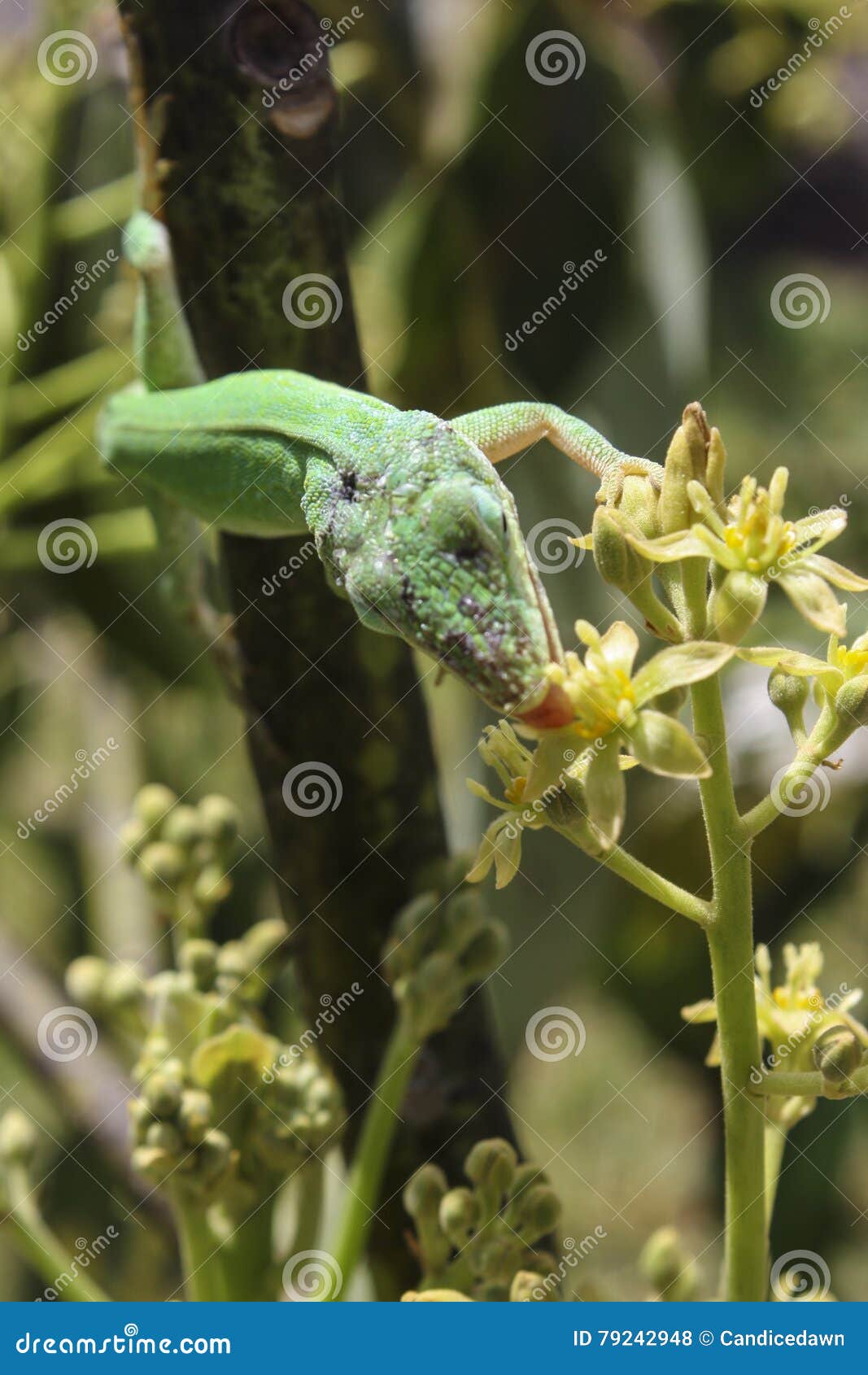 Lizard Licking Nectar stock photo. Image of stamen, blossom - 79242948