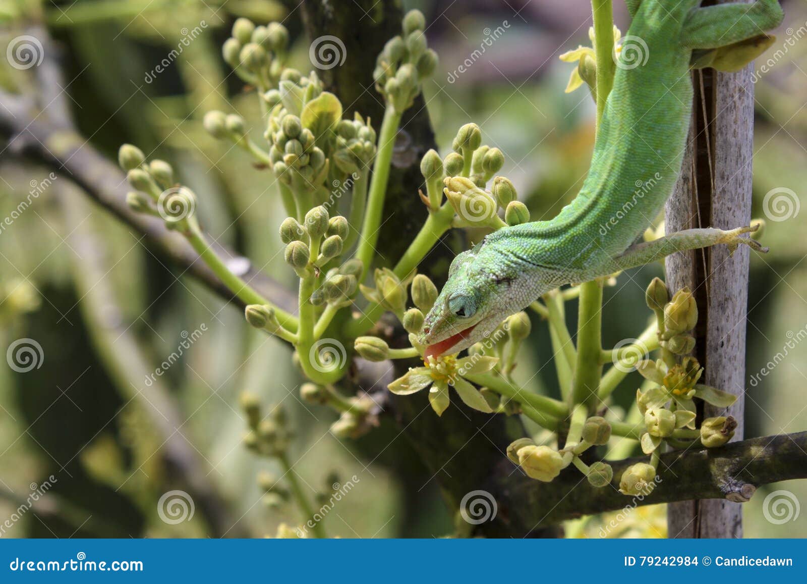 Lizard Licking Nectar stock photo. Image of branch, nectar - 79242984