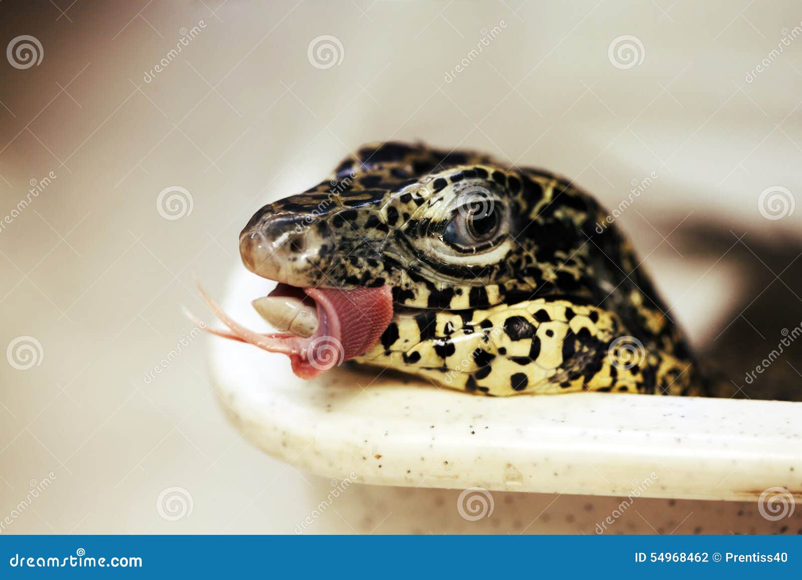 Lizard stock photo. Image of reptile, amphibian, licks - 54968462