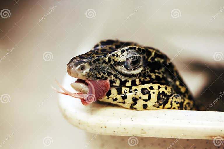 Lizard stock photo. Image of reptile, amphibian, licks - 54968462