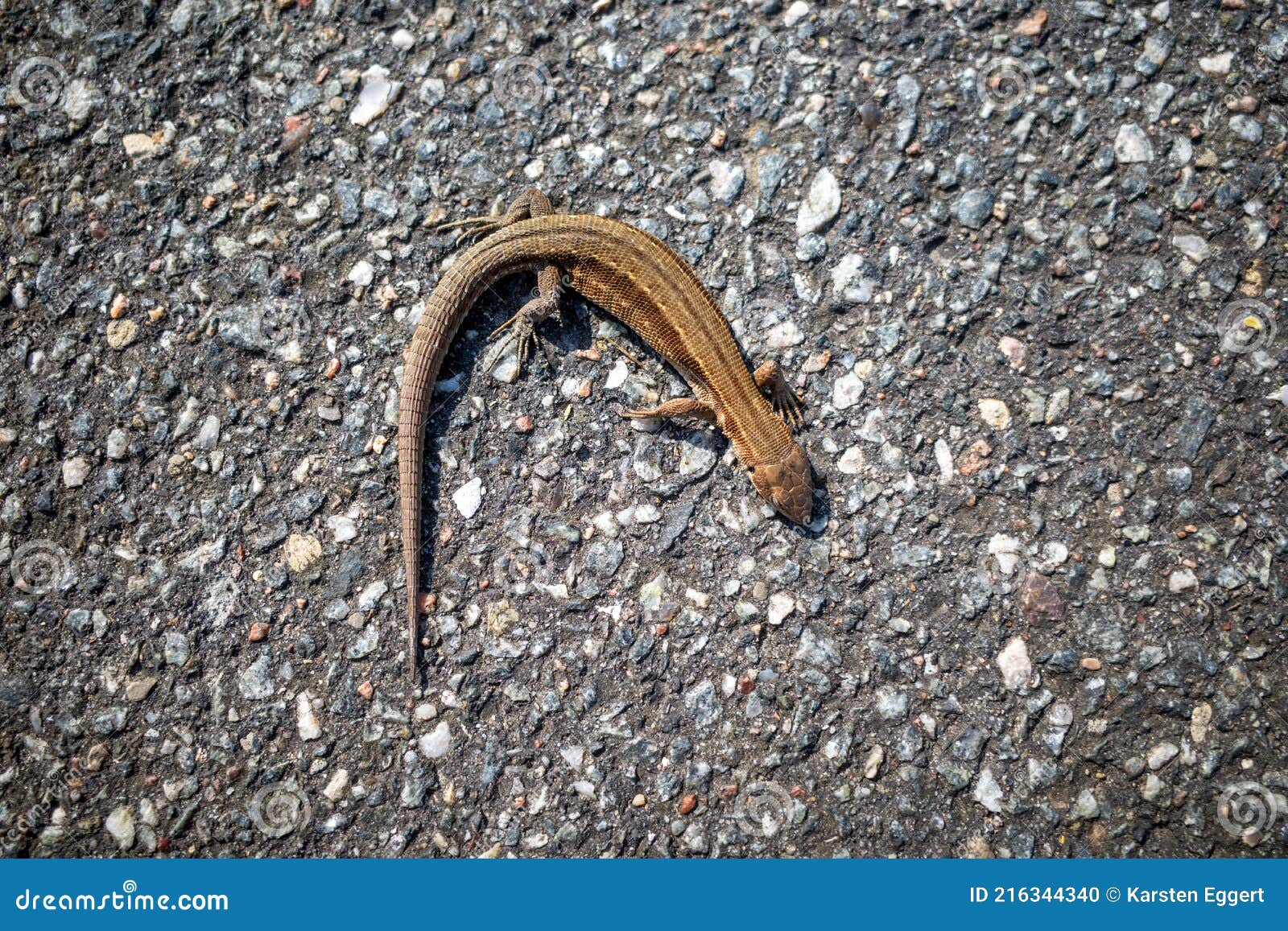 Lizard Lies Sleeping on the Warm Asphalt of a Road Stock Photo - Image ...