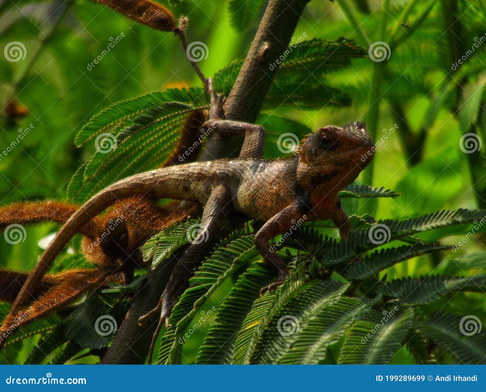 Lizard-like Snake In Human Hand, Close-up Of The Head Of The Claw, Slow ...