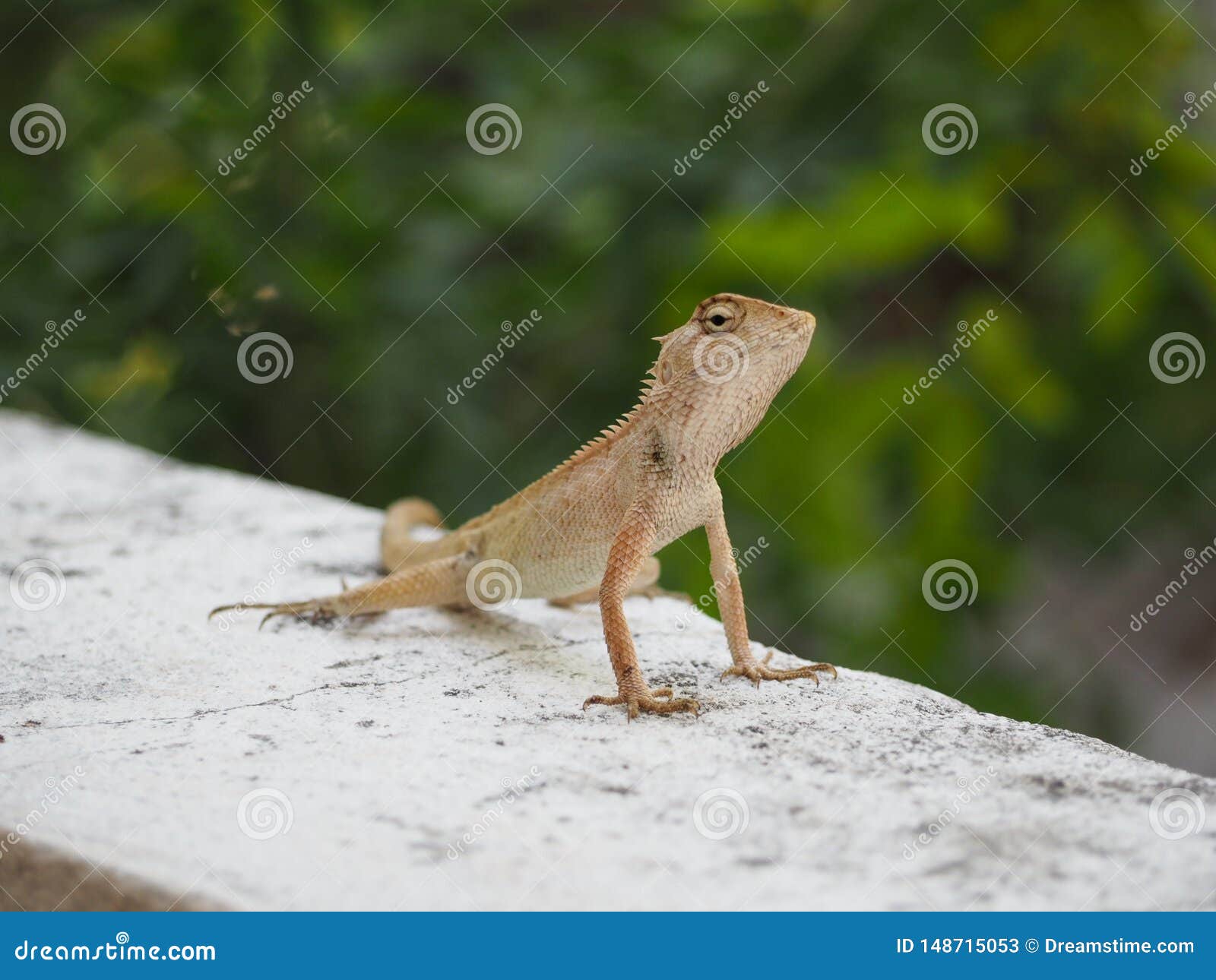Lizard, little iguana stock image. Image of brown, little - 148715053