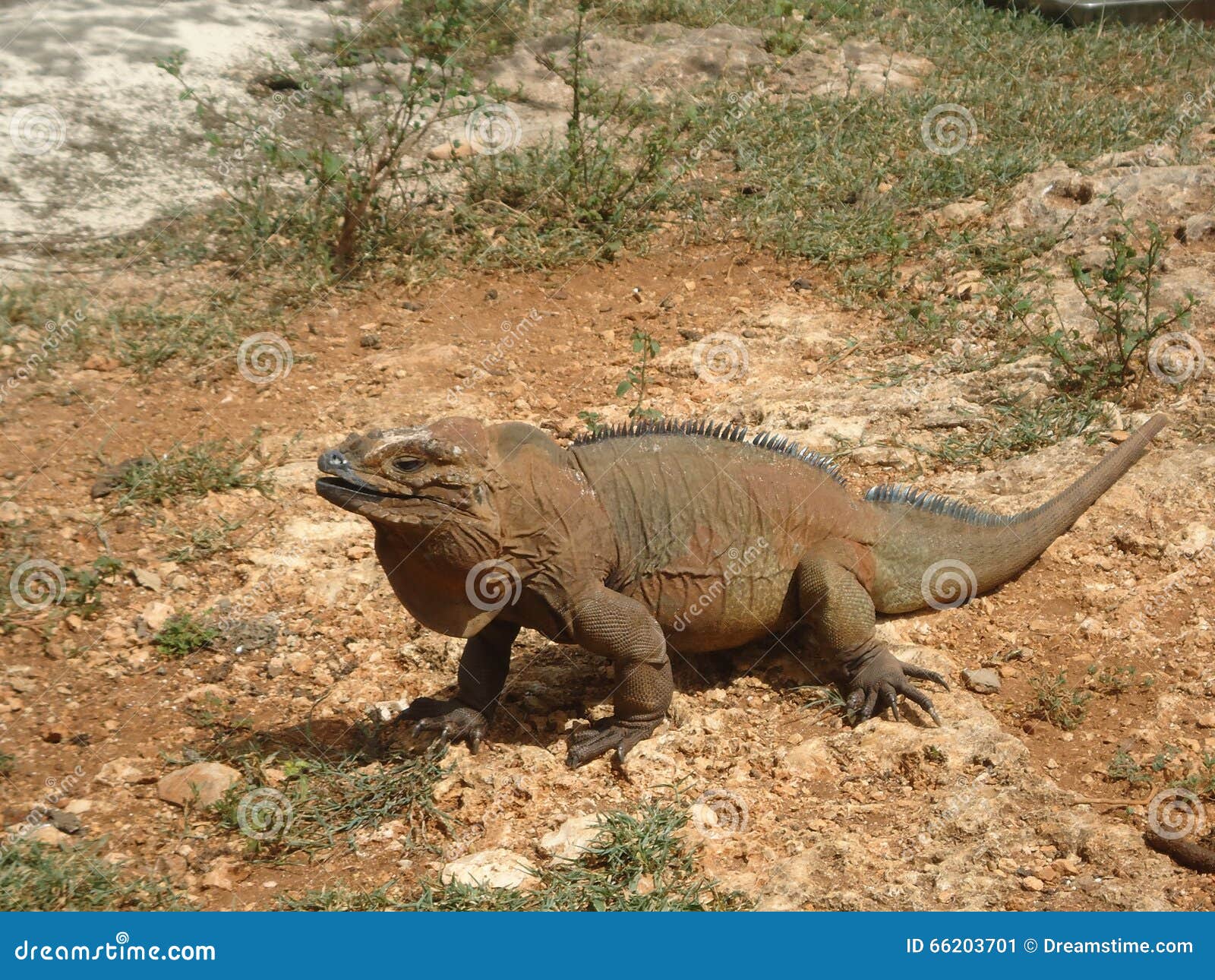 Lizard stock image. Image of dominican, animal, live - 66203701