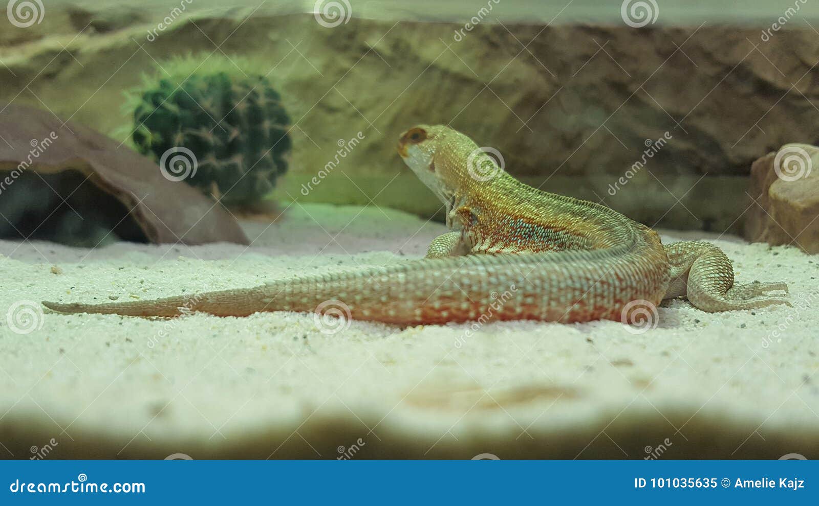 Lizard stock image. Image of lizard, cactus, desert - 101035635