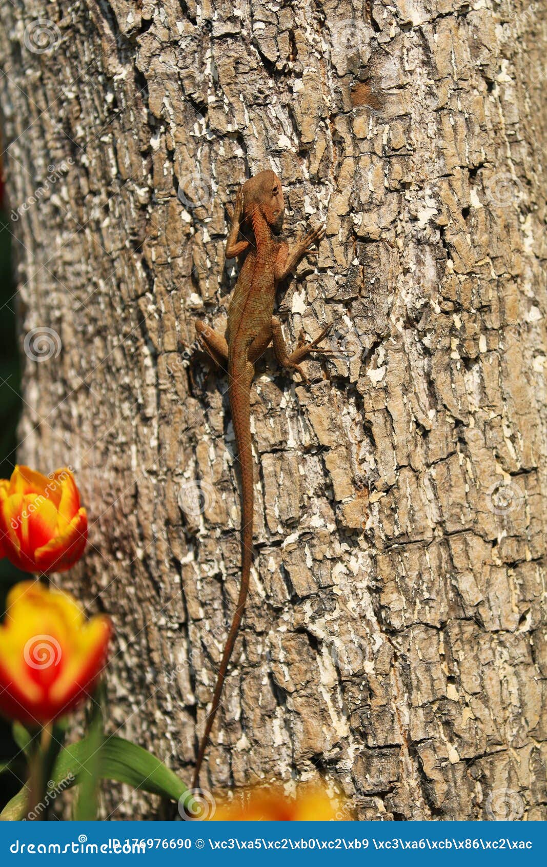 A lizard stock photo. Image of reptile, tulip, sunlight - 176976690