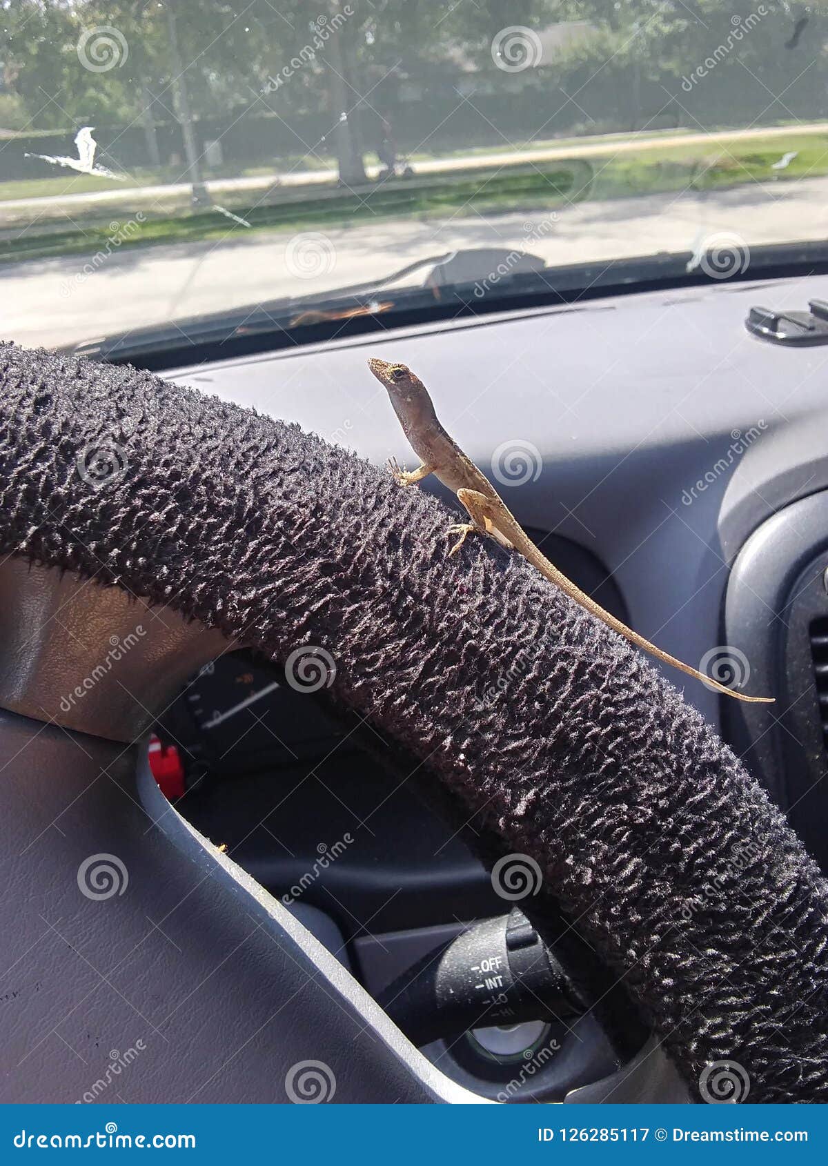 Lizard stock image. Image of drive, lizard, animal - 126285117