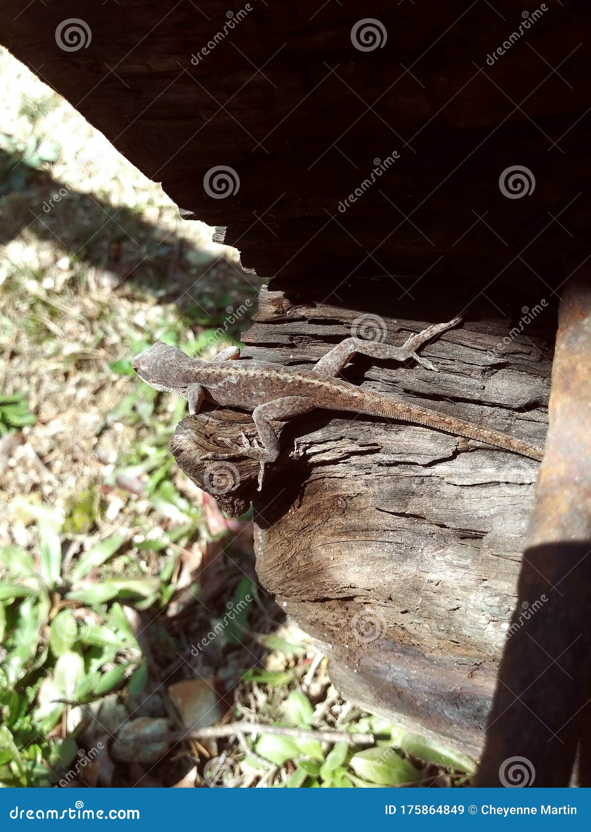 Lizard on a Log stock image. Image of animal, grass - 175864849
