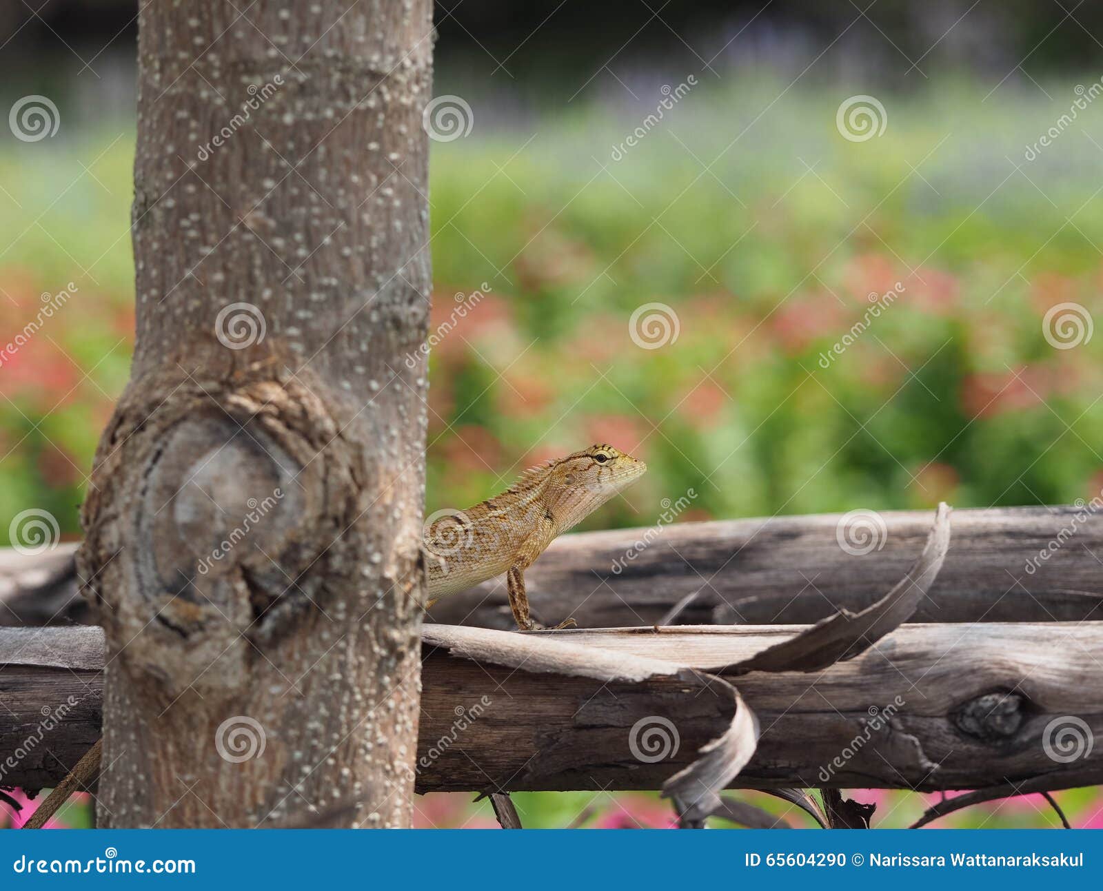 Lizard on Log Behind the Tree Trunk Stock Photo - Image of tail, lizard ...