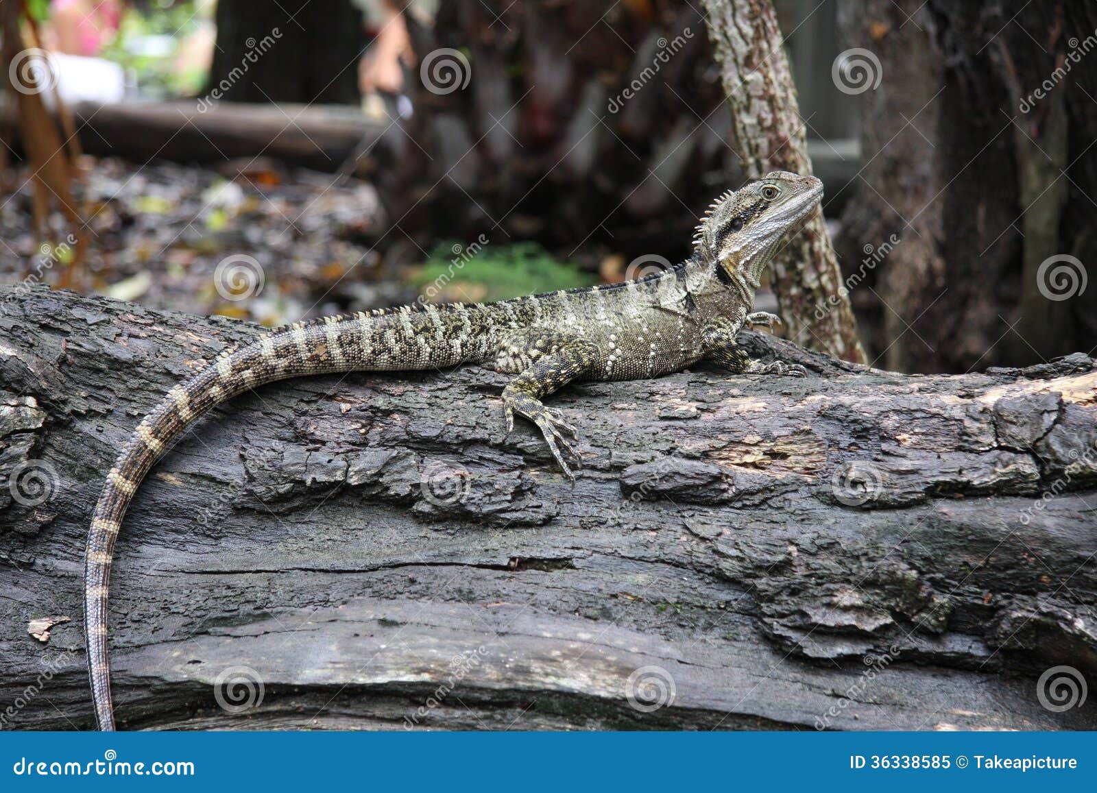 Lizard on log stock image. Image of woodlands, insect - 36338585