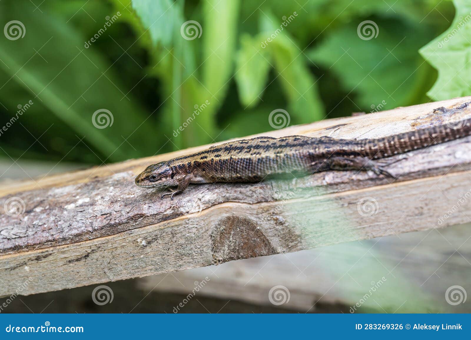 Lizard on a Log in the Garden Stock Photo - Image of nature, frog ...