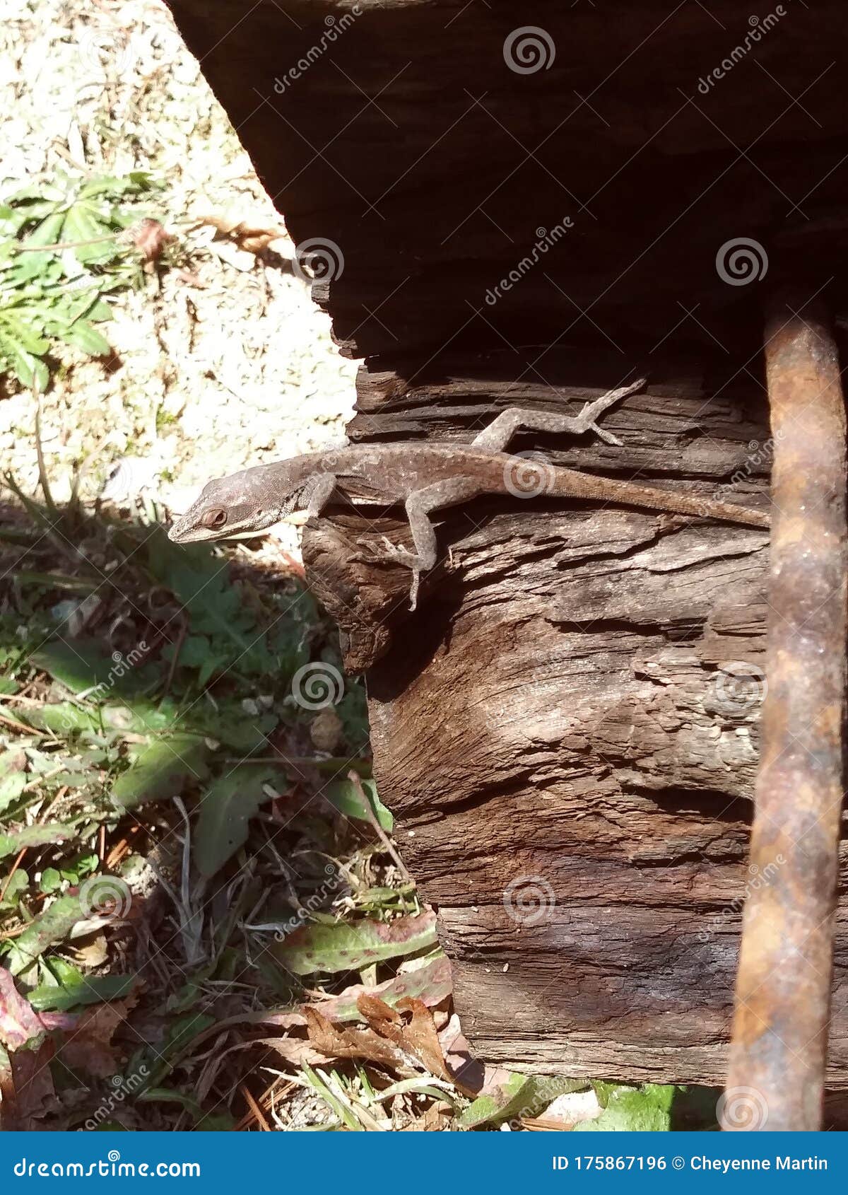 Lizard on a Log stock photo. Image of scale, lizard - 175867196