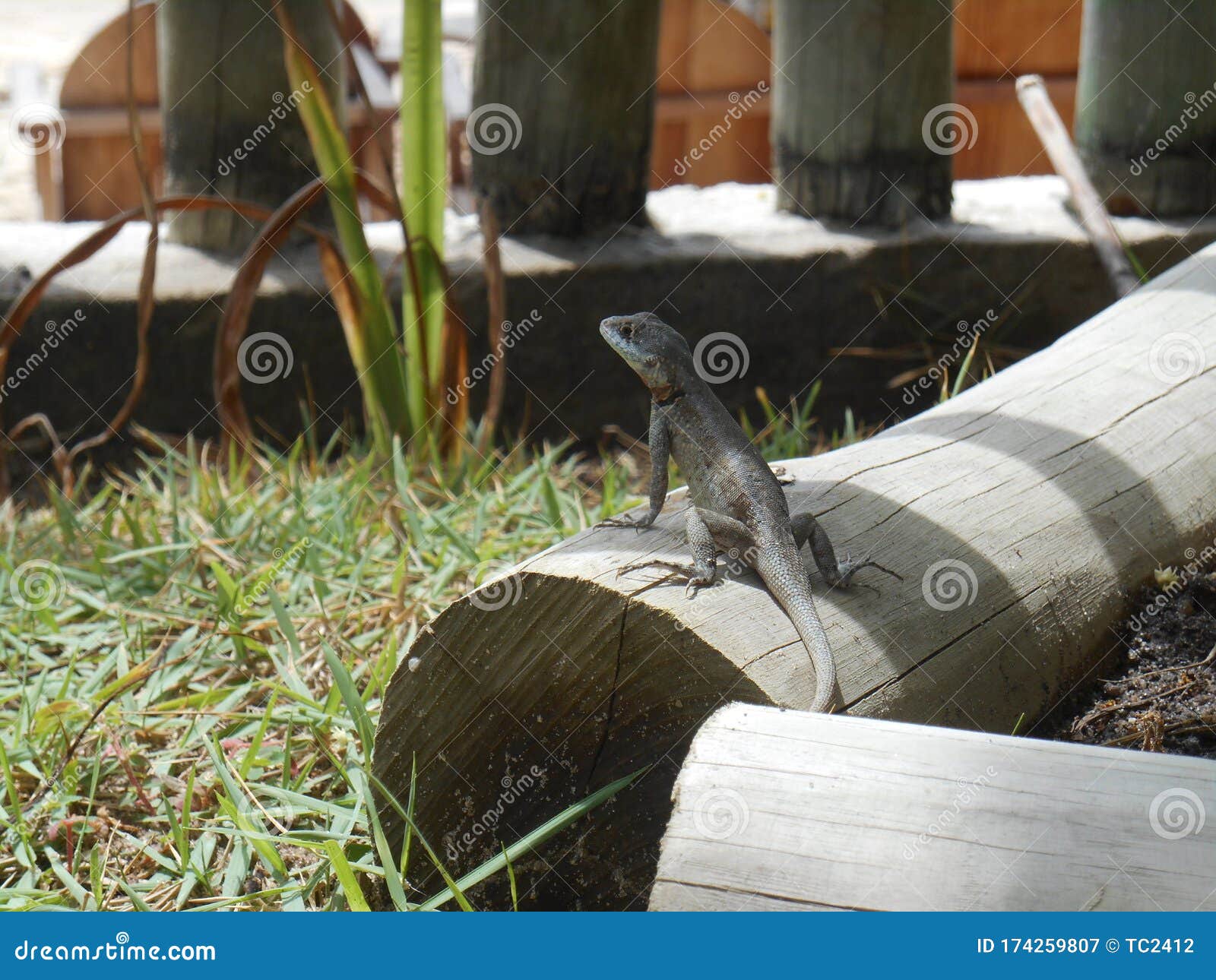 Lizard on a log stock image. Image of reptile, nature - 174259807