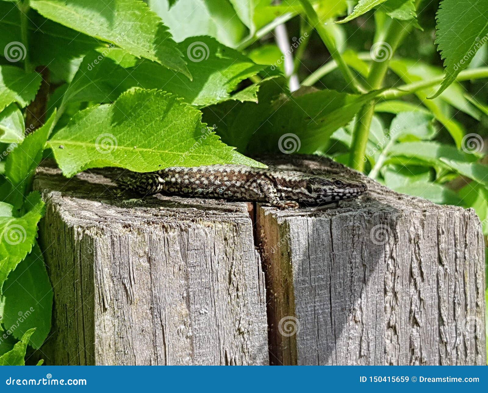 Lizard on a log stock image. Image of nature, wildlife - 150415659