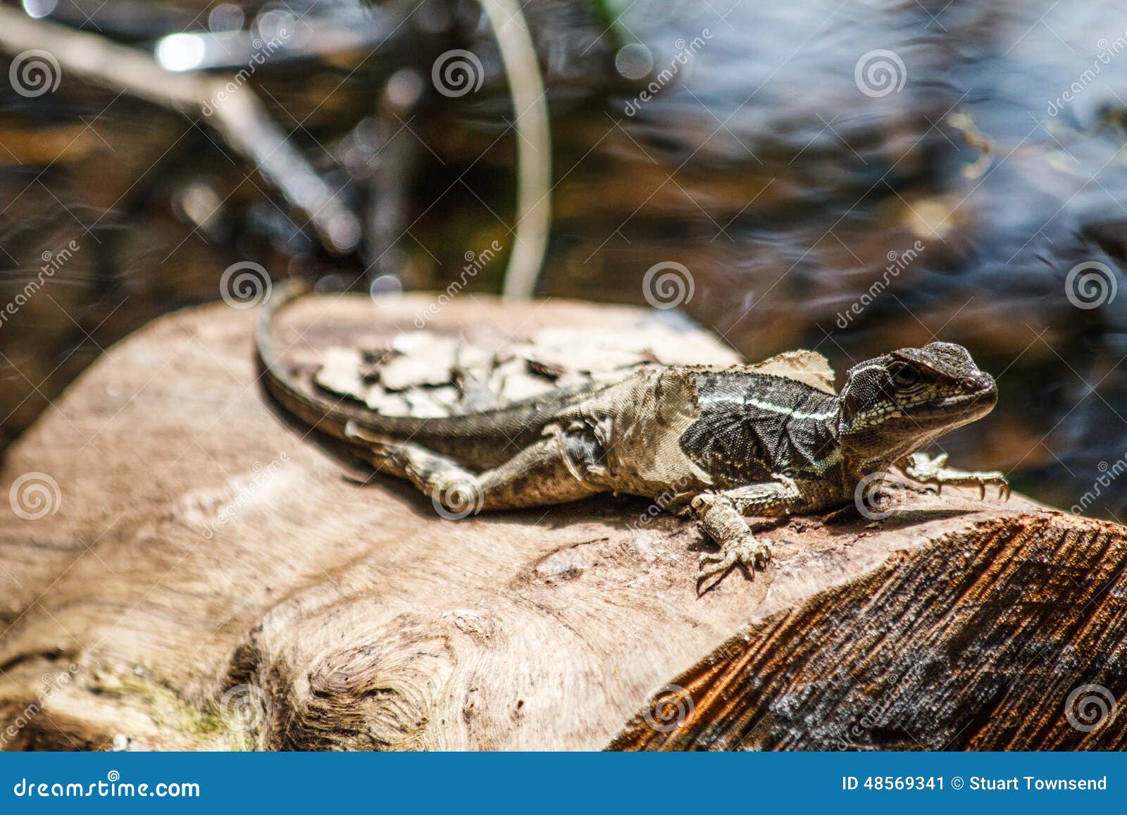 Lizard on a Log stock image. Image of river, tropics - 48569341