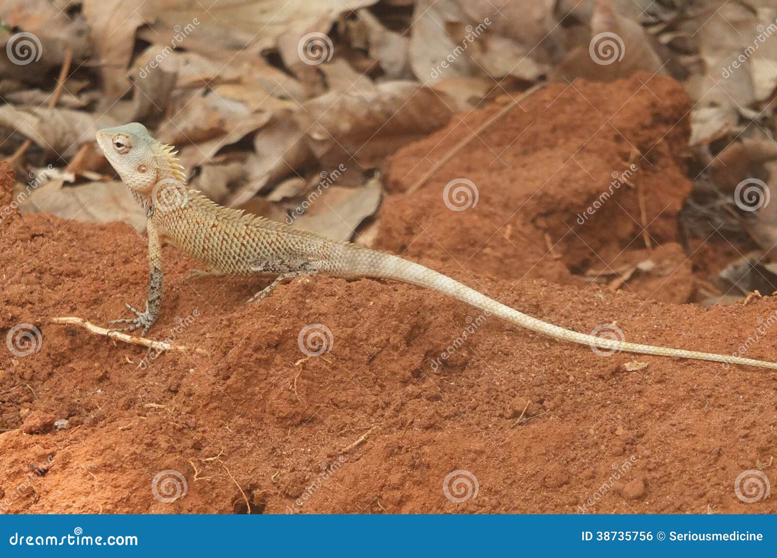 Indian Lizard 4 Stock Photos - Free & Royalty-Free Stock Photos from ...