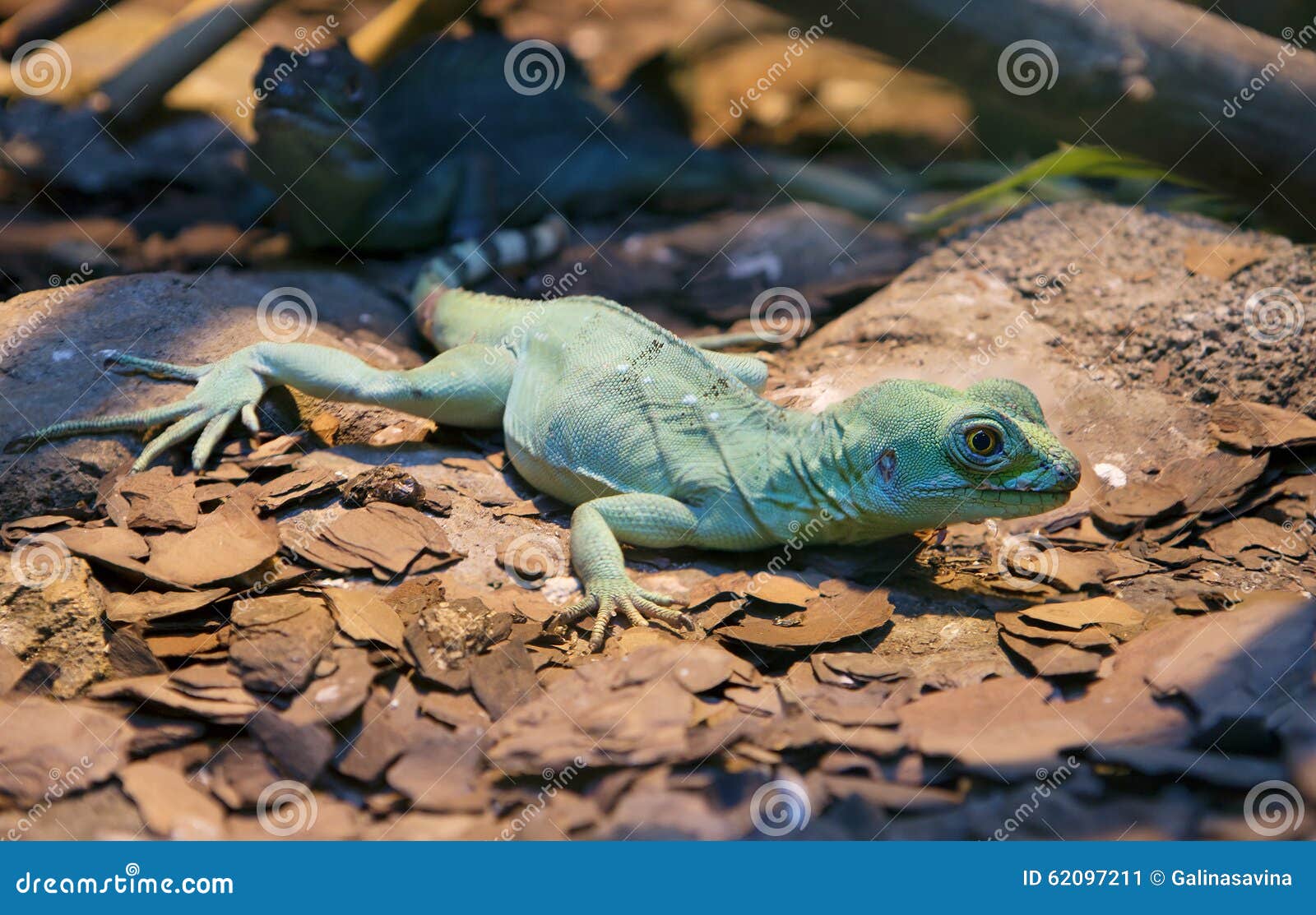 Lizard stock image. Image of fauna, reptiles, scales - 62097211