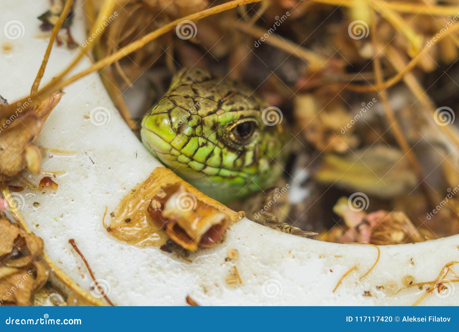 Lizard Looking at the Camera Stock Photo - Image of close, animal ...