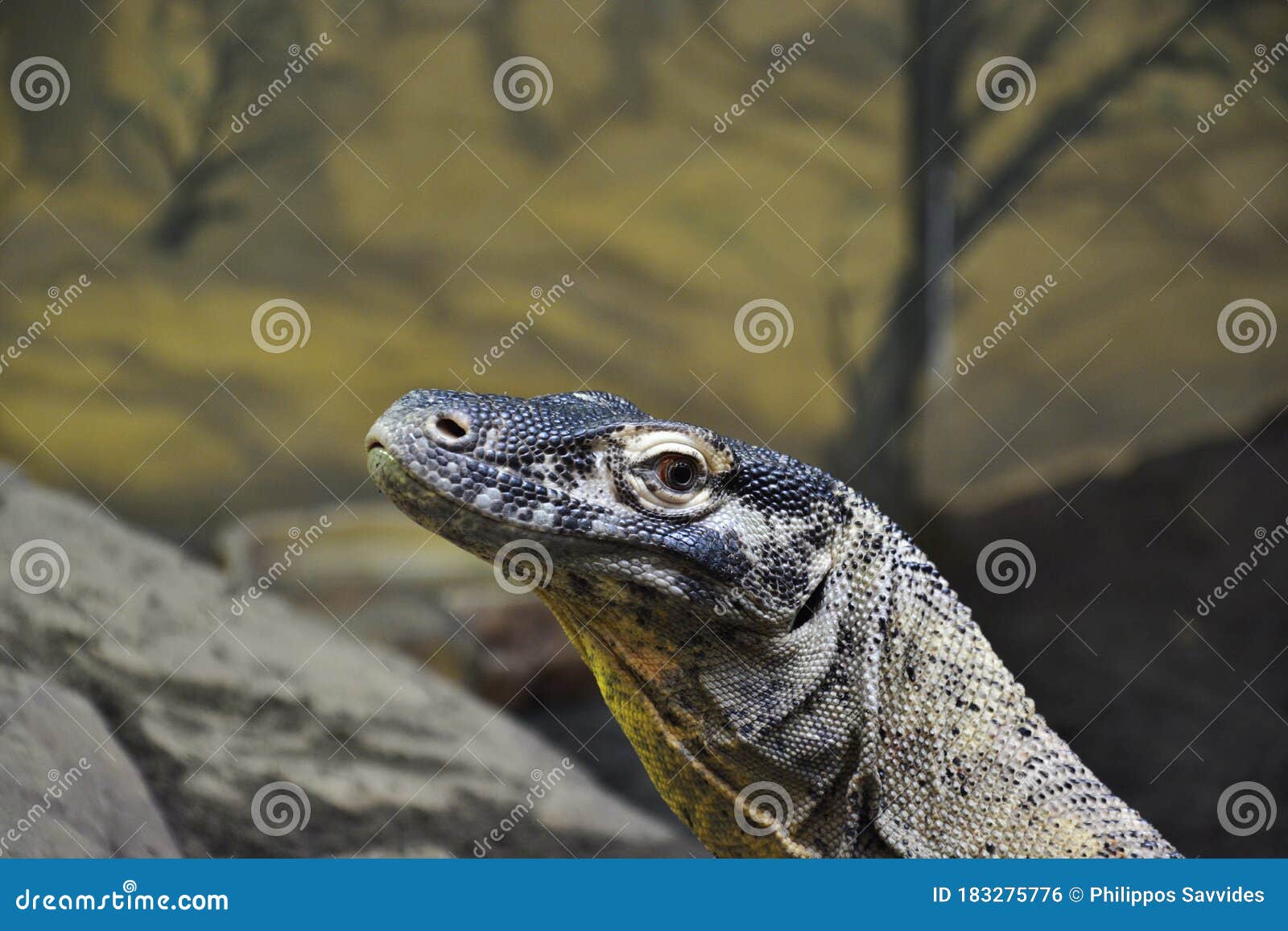 Close Up Photo of Lizard Looking at the Camera Stock Photo - Image of ...