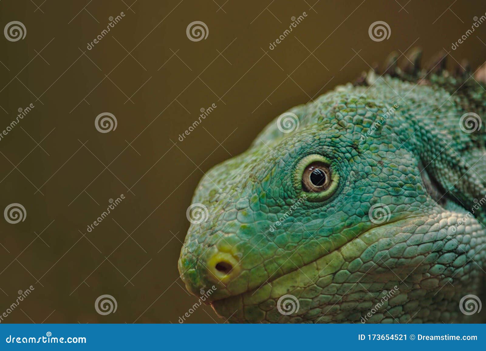 Lizard Looking at the Camera Stock Image - Image of looking, reptile ...