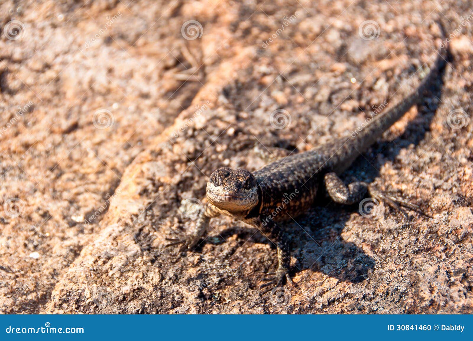 LIZARD LOOKING at CAMERA stock photo. Image of wild, lizard - 30841460