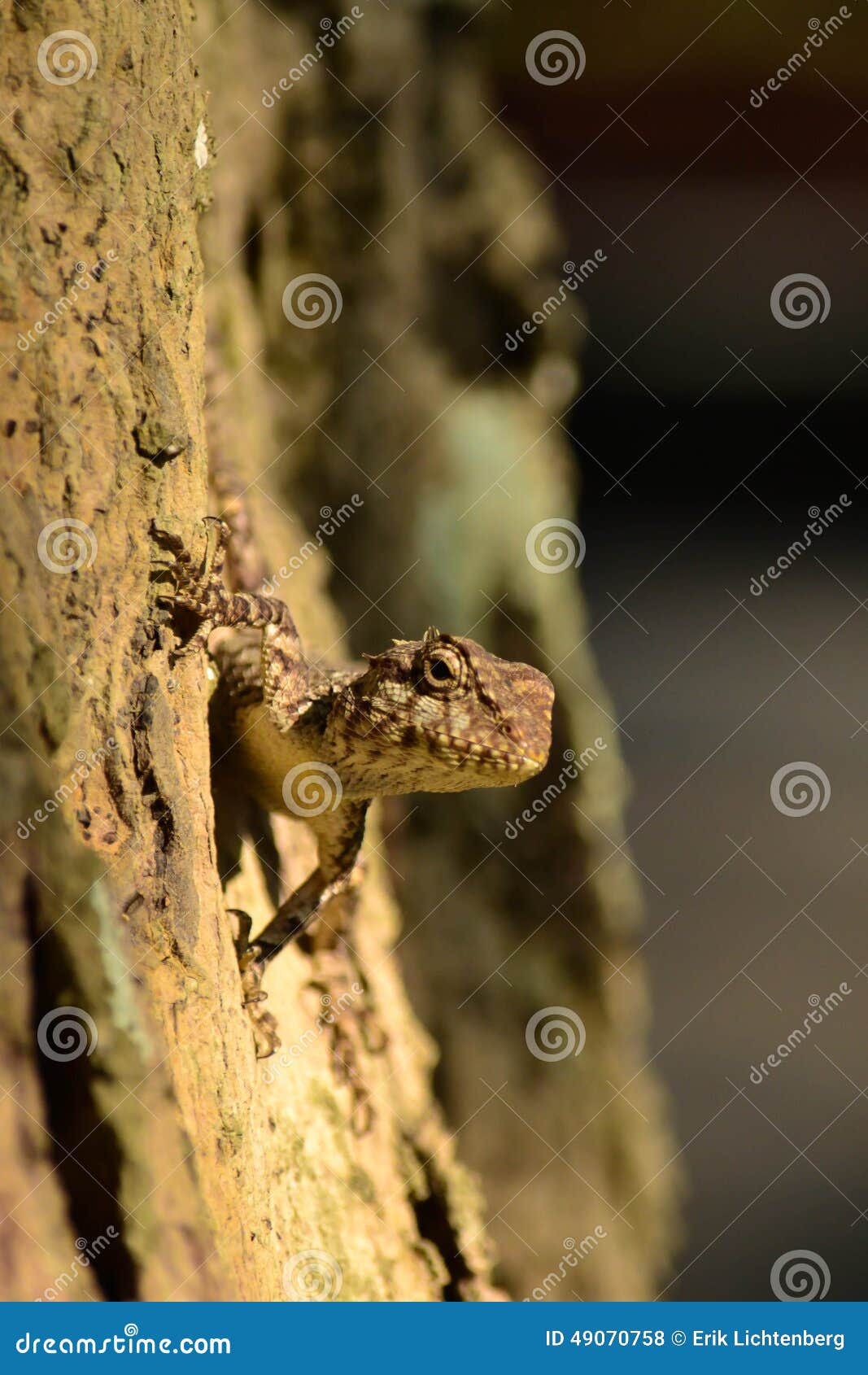 Lizard Looking in the Curious in the Camera Stock Photo - Image of ...