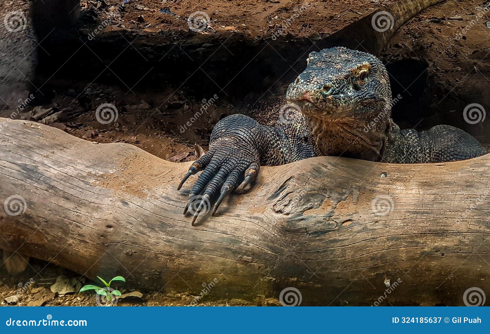 Lizard Looking at Me in the Zoo Stock Image - Image of single, wood ...