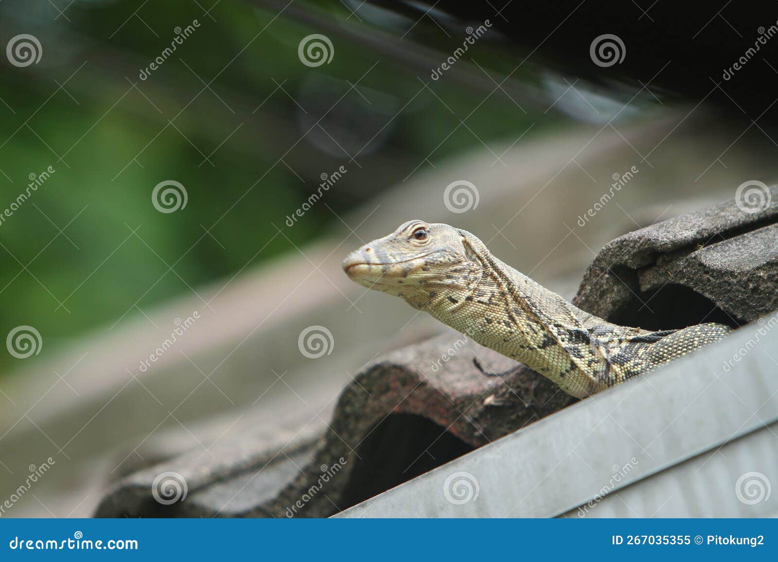 A Lizard Looking from the Roof Stock Image - Image of animal, predator ...