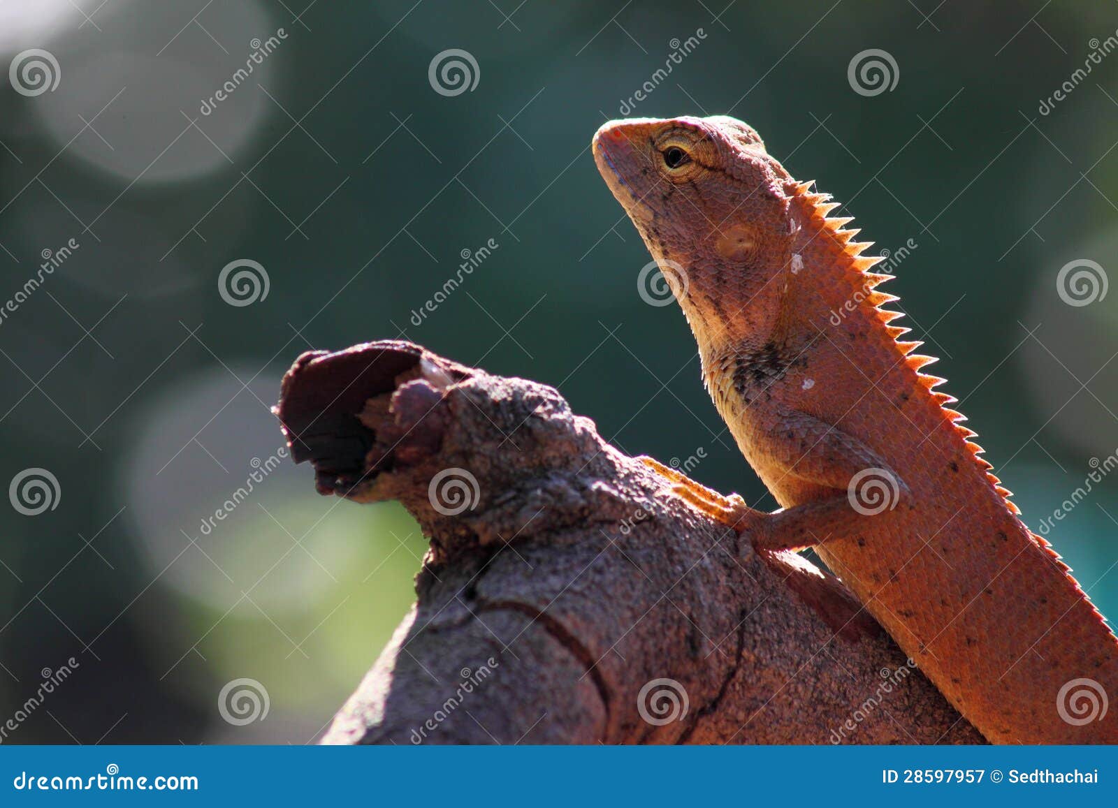Lizard Looking for Someting Stock Image - Image of look, looking: 28597957