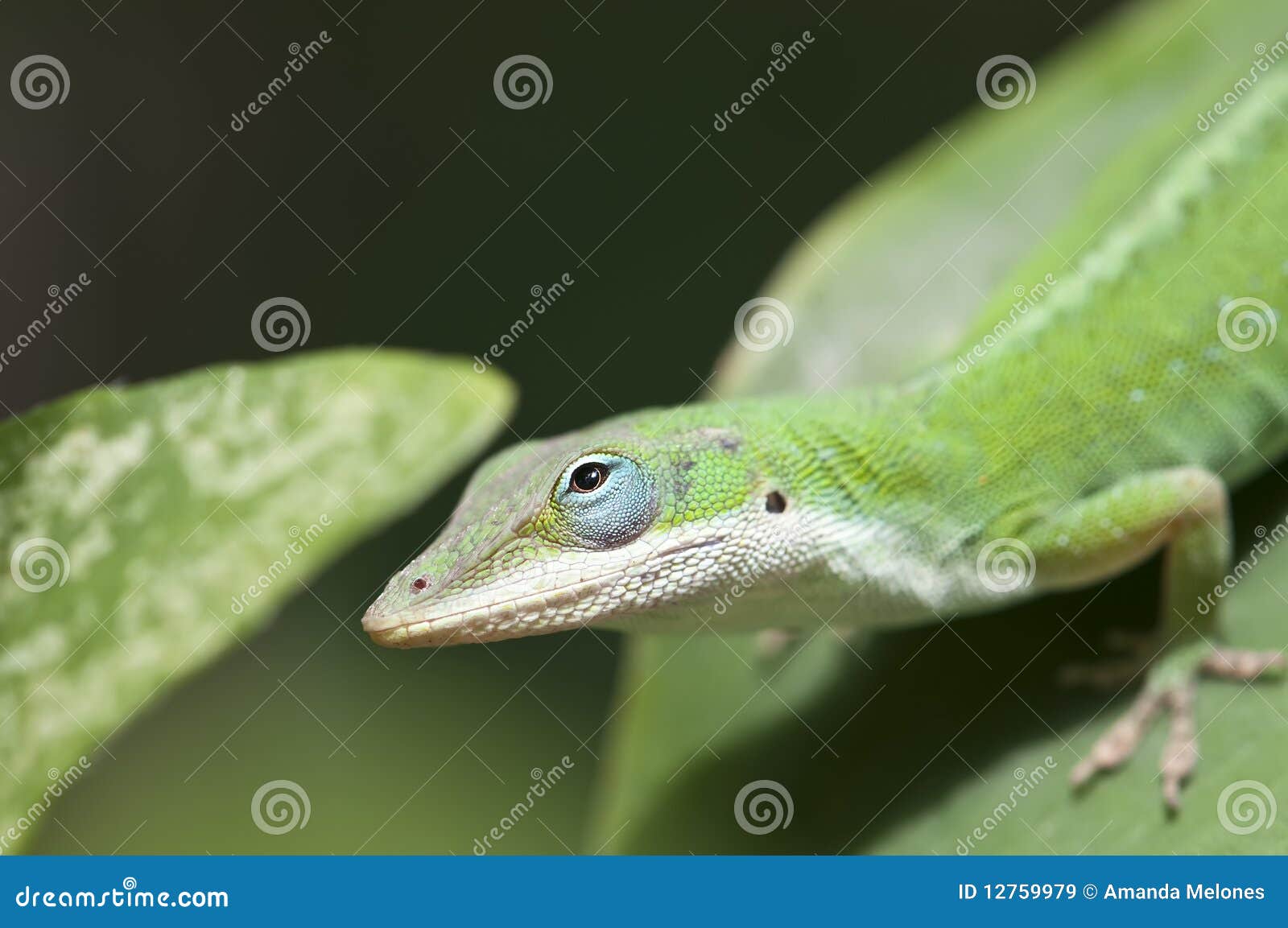 Lizard looking up stock image. Image of nature, plant - 12759979