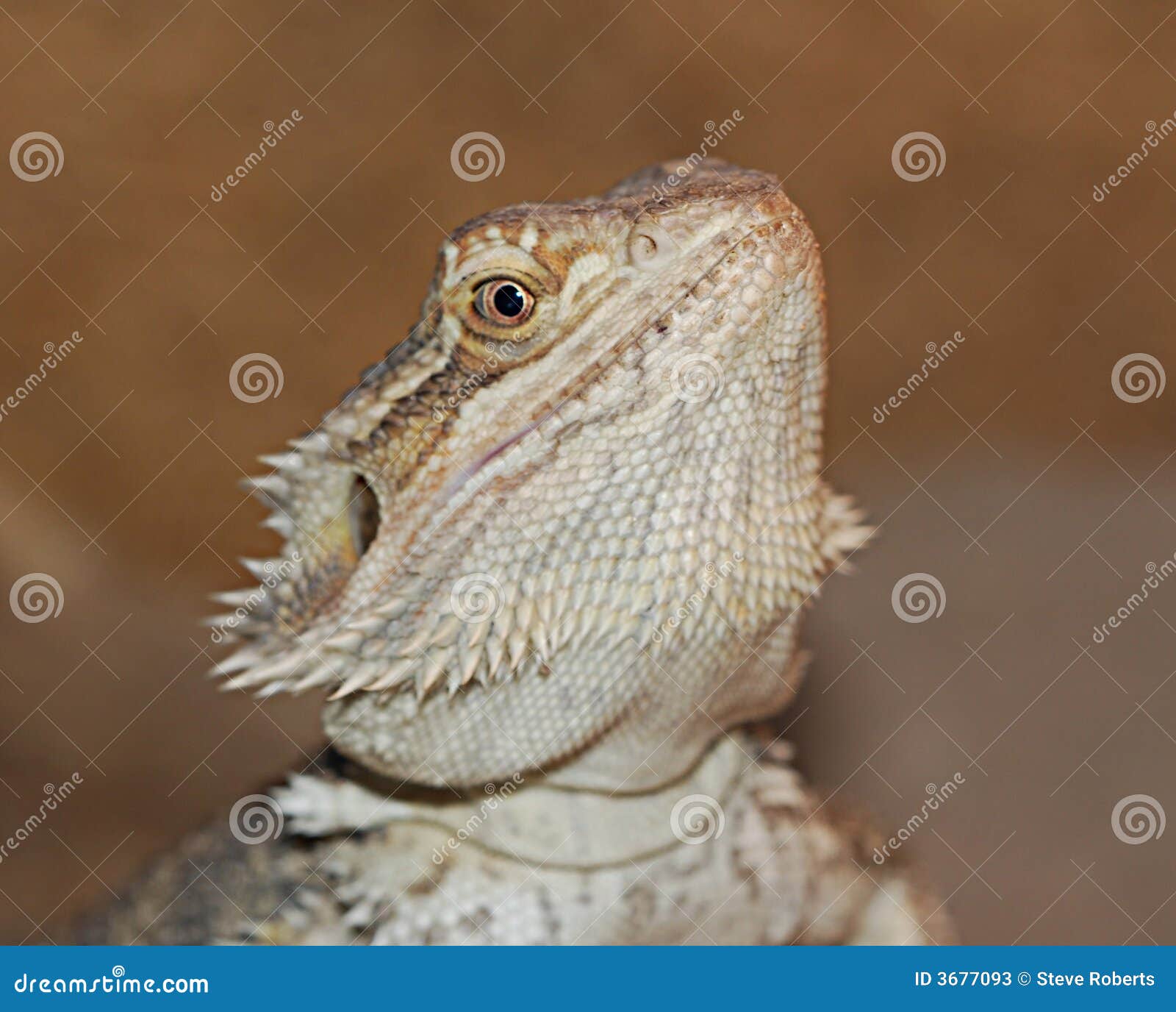 Lizard looking up stock image. Image of eyes, webbed, fast - 3677093