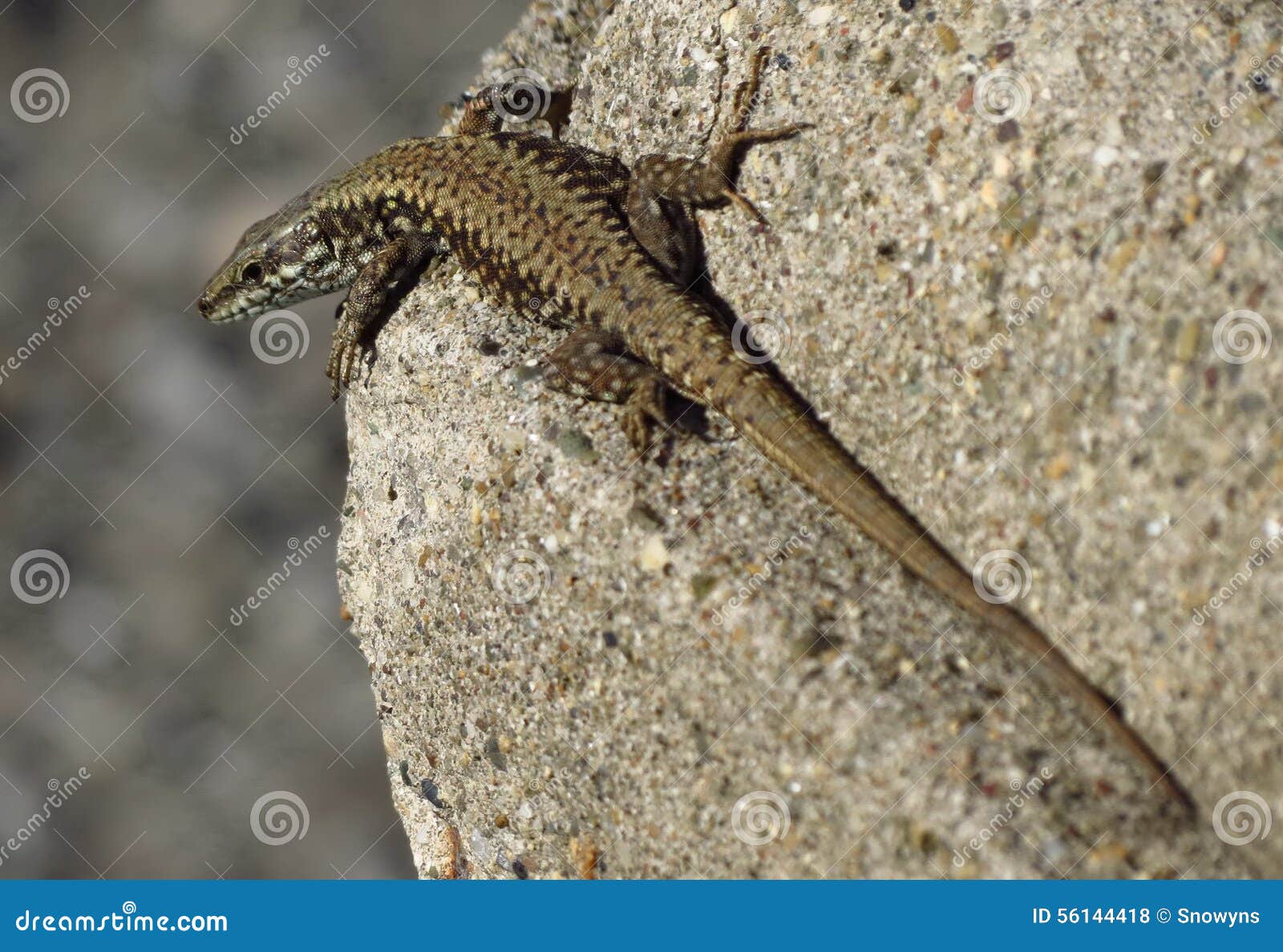 Lizard looking on the wall stock photo. Image of claws - 56144418
