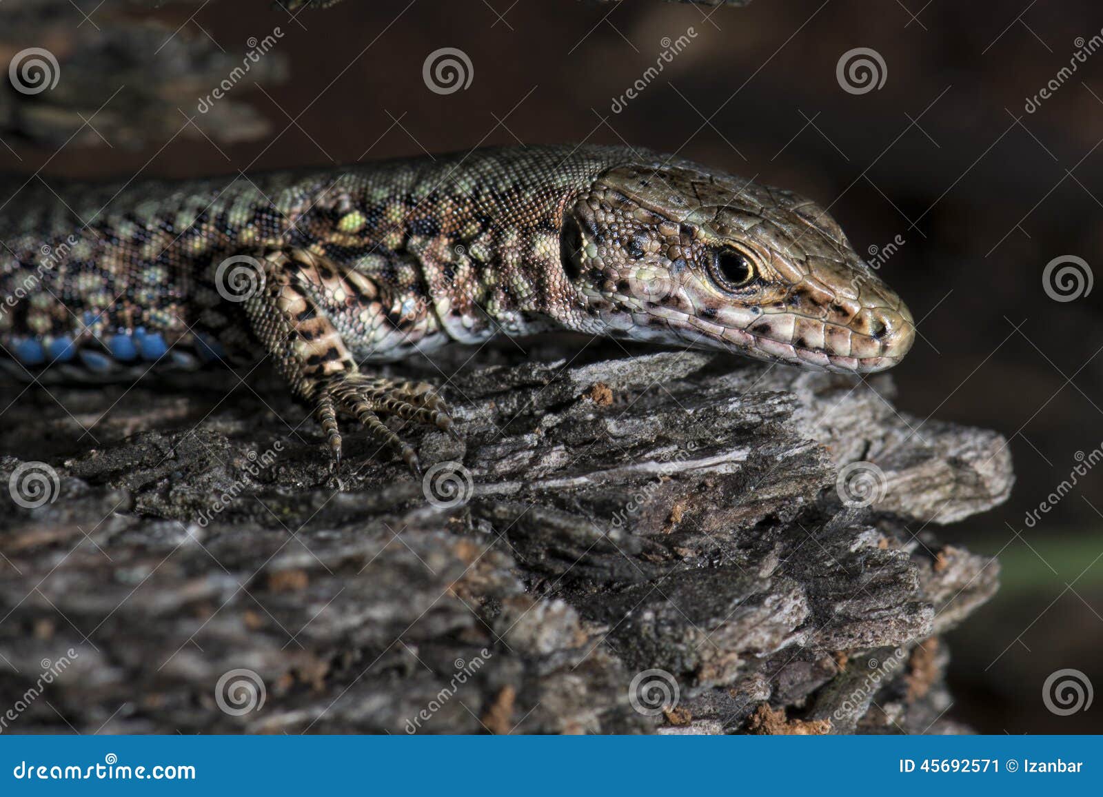 Lizard looking at you stock image. Image of portrait - 45692571