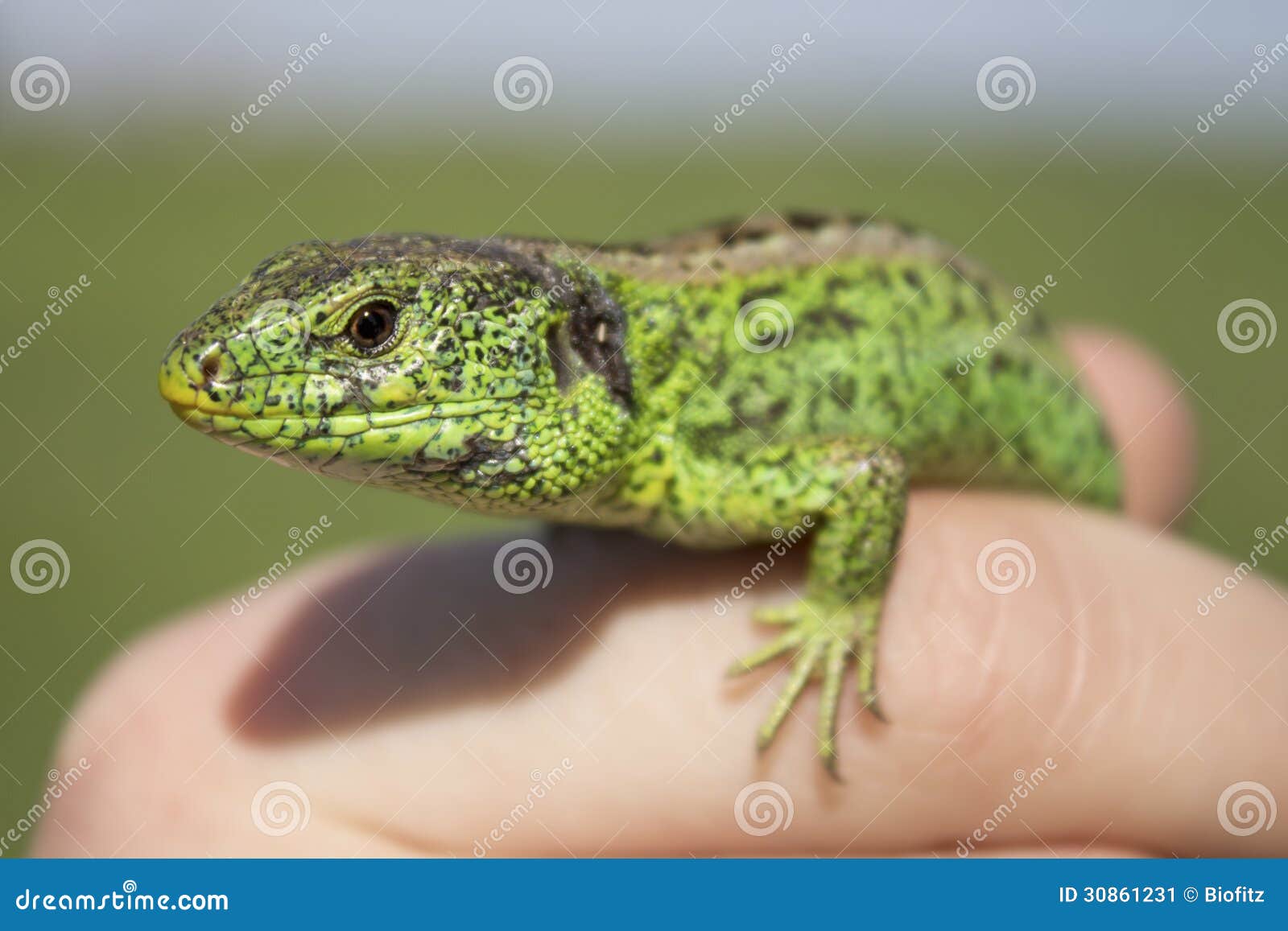 Lizard looks stock image. Image of hold, reptile, cute - 30861231