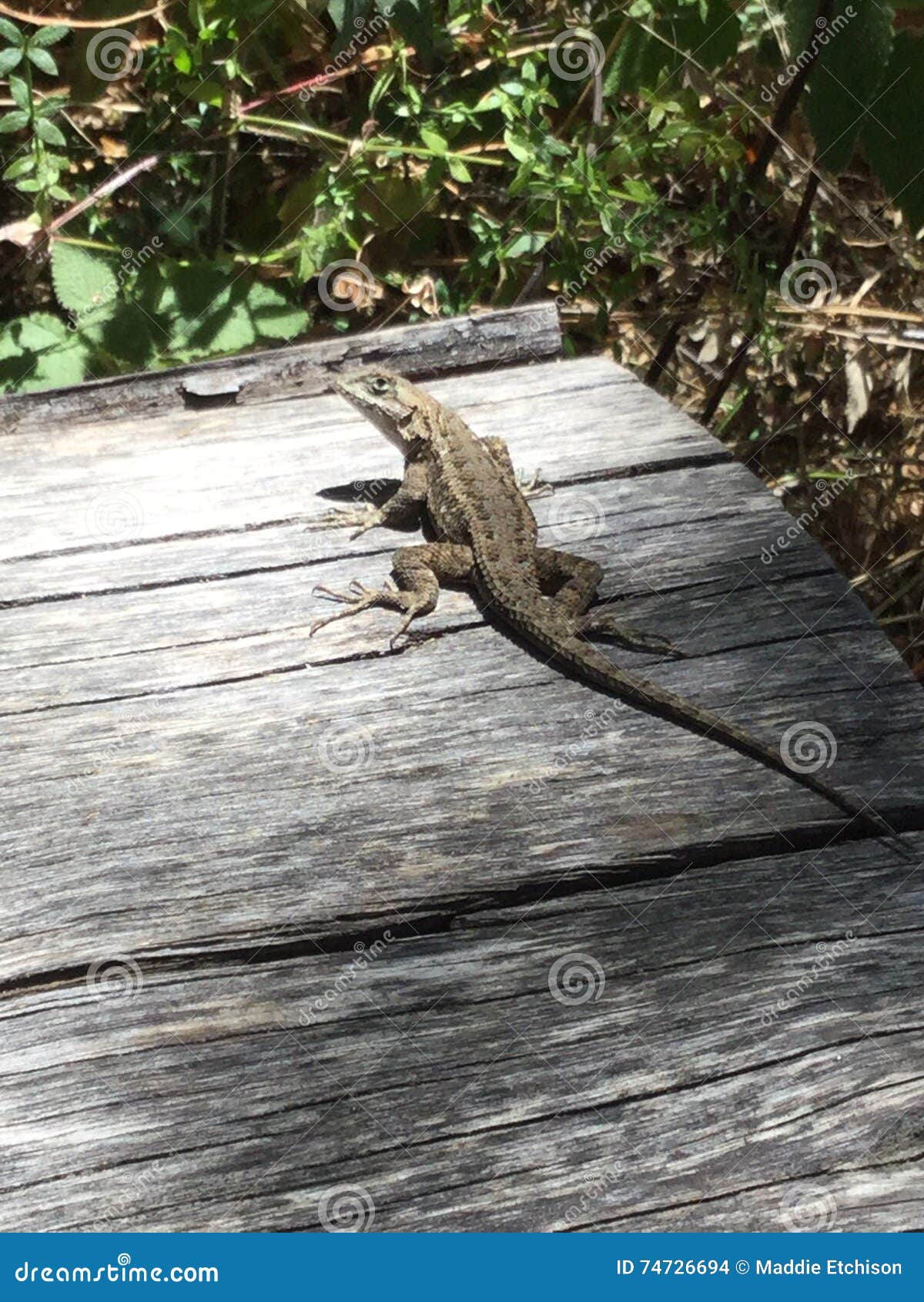 Lizard looks stock photo. Image of looks, staring, wild - 74726694