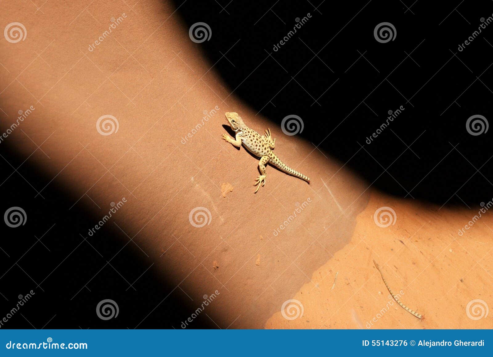 Lizard loses tail stock photo. Image of reptiles, spotlight - 55143276