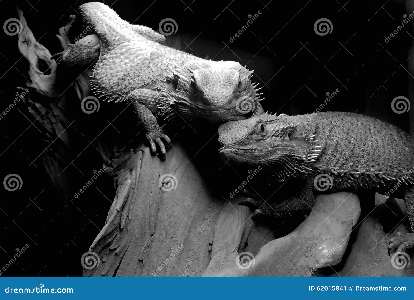 Lizard Love stock image. Image of reptiles, love, dragons - 62015841