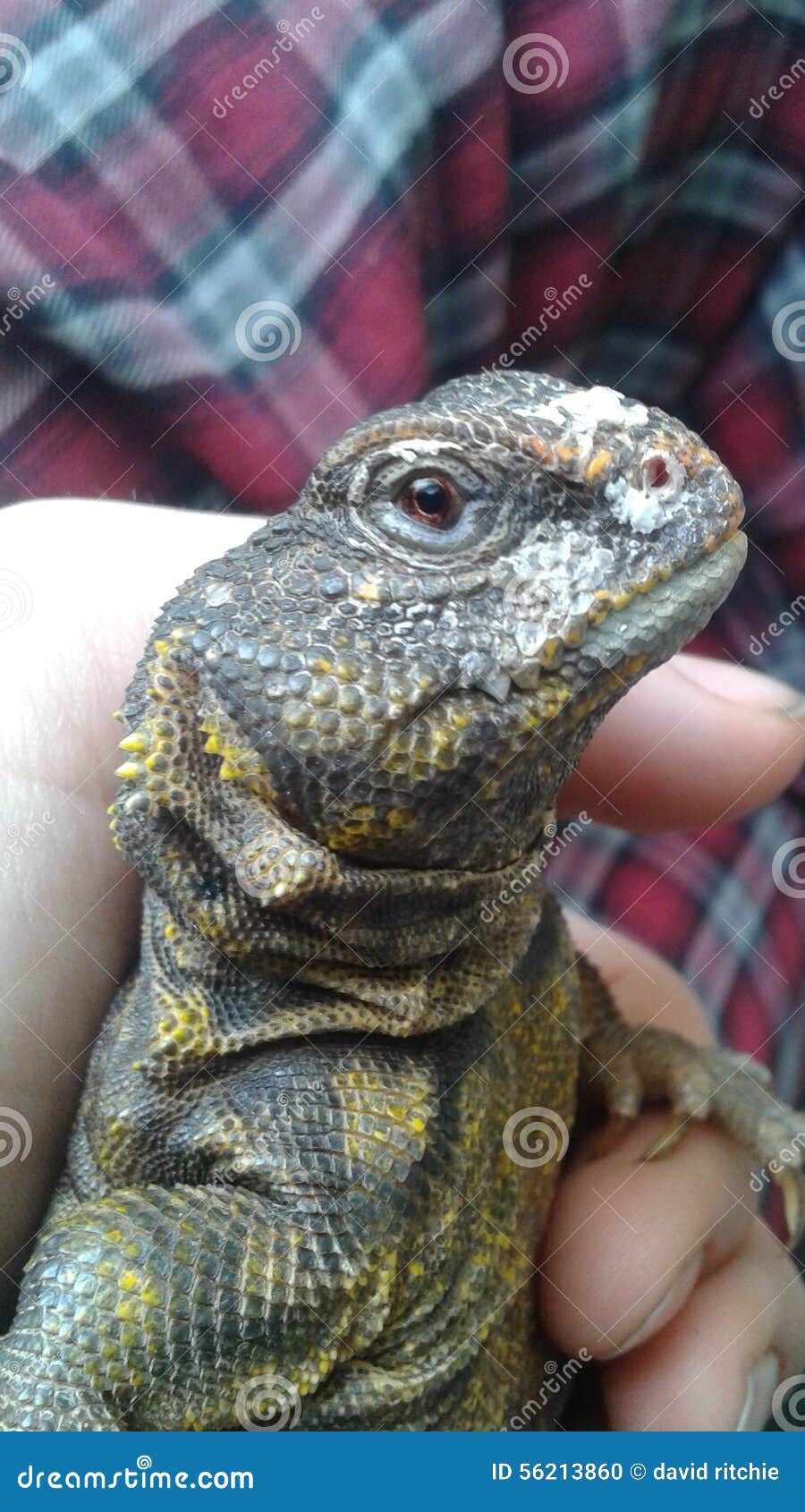 Lizard love stock photo. Image of lizard, uromastic, holding - 56213860