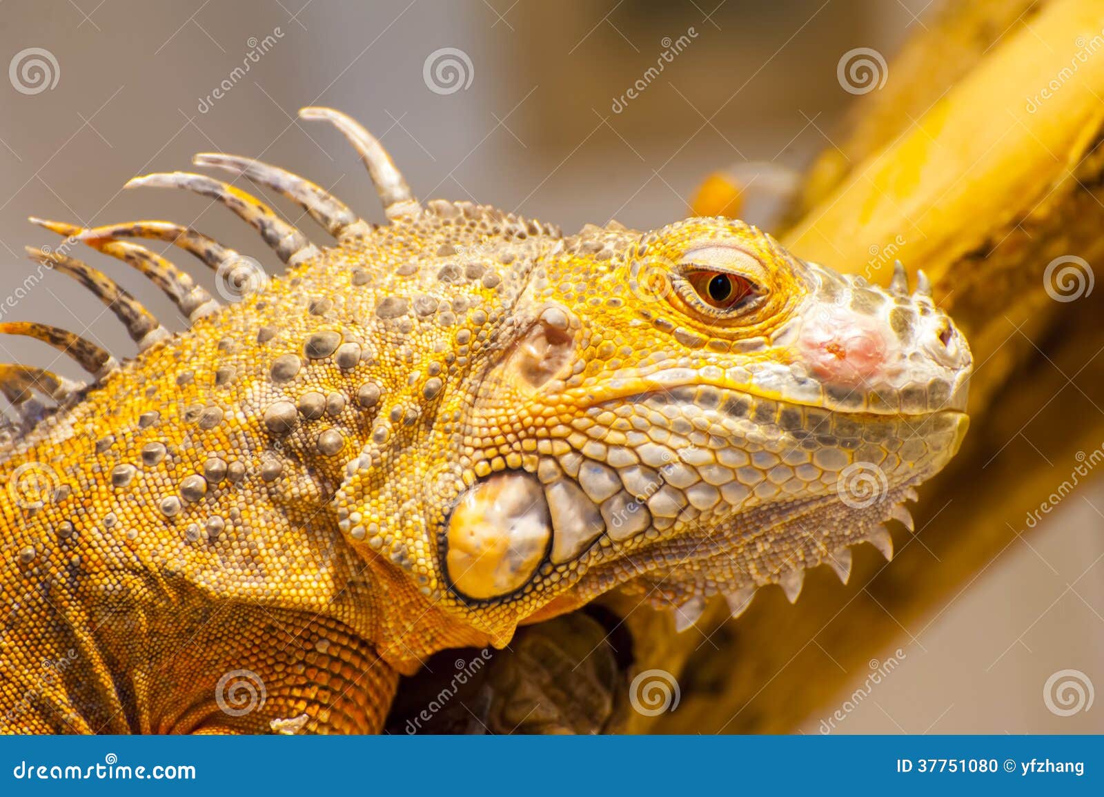 Lizard Lying on the Branches Stock Photo - Image of colorful, speed ...