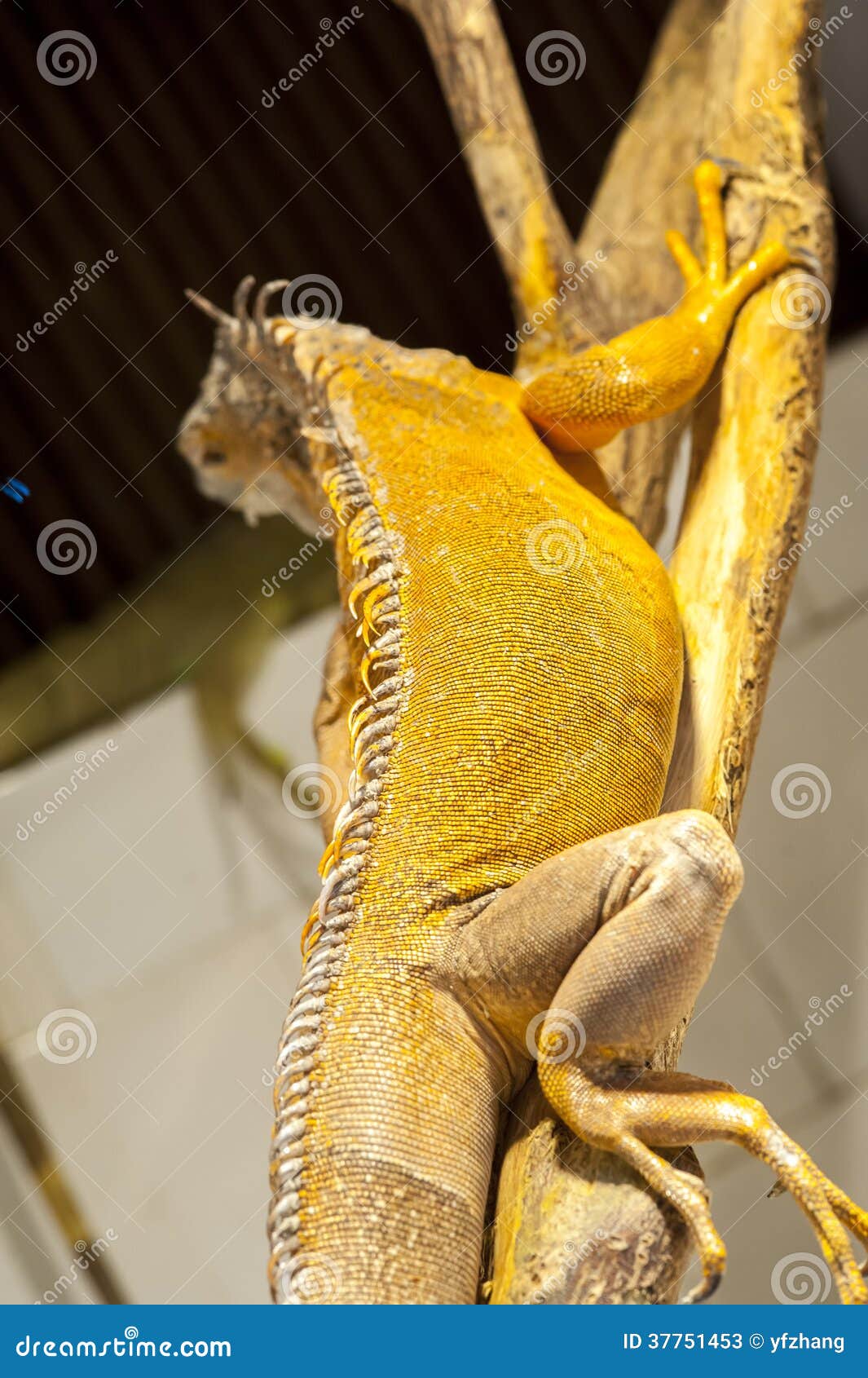 Lizard Lying on the Branches Stock Image - Image of chase, brown: 37751453