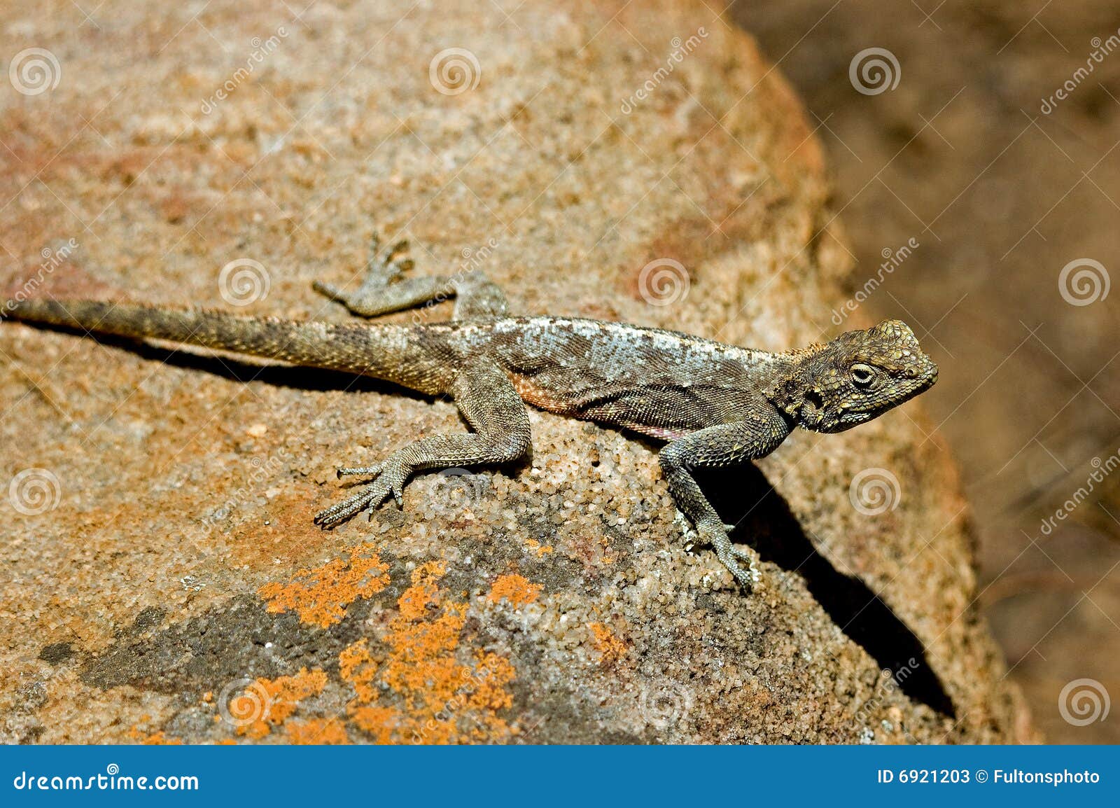 Lizard Is Lying In The Aquarium Royalty-Free Stock Image ...