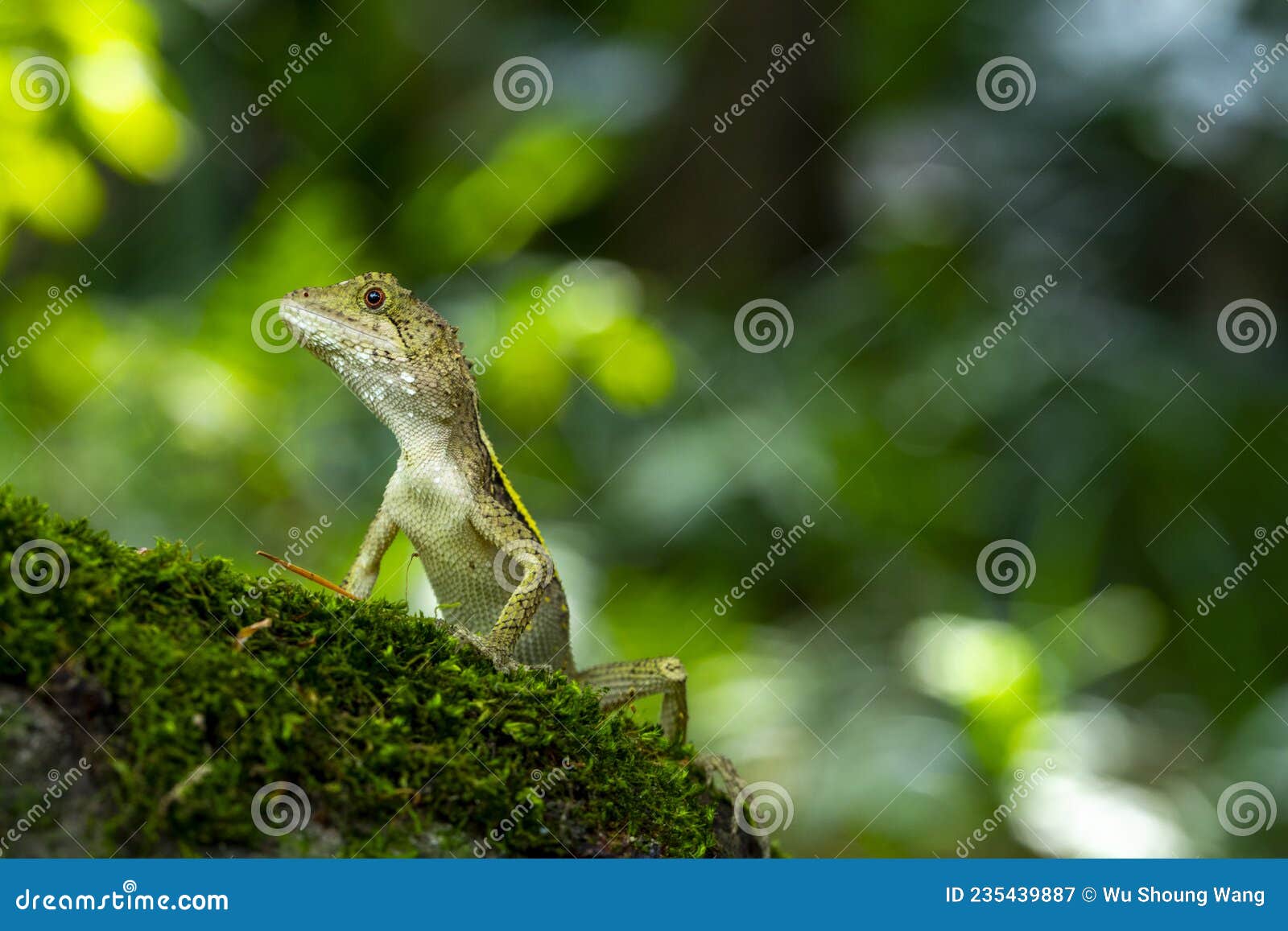 One, Lying, Rock, Resting, Lizard Stock Image - Image of beautiful ...