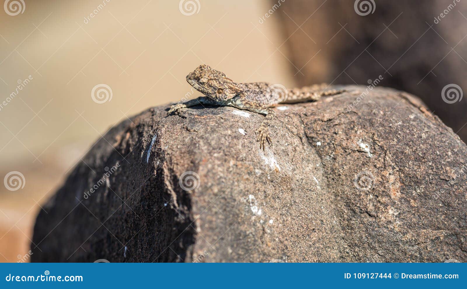 Lizard Lying on a Rock in the Sun Stock Photo - Image of closeup, park ...