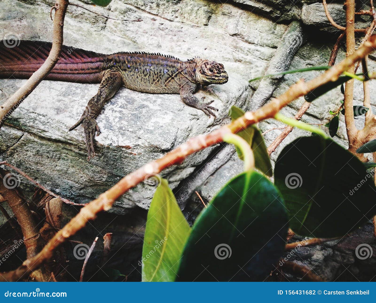 Lizard lying on a rock stock photo. Image of lizard - 156431682