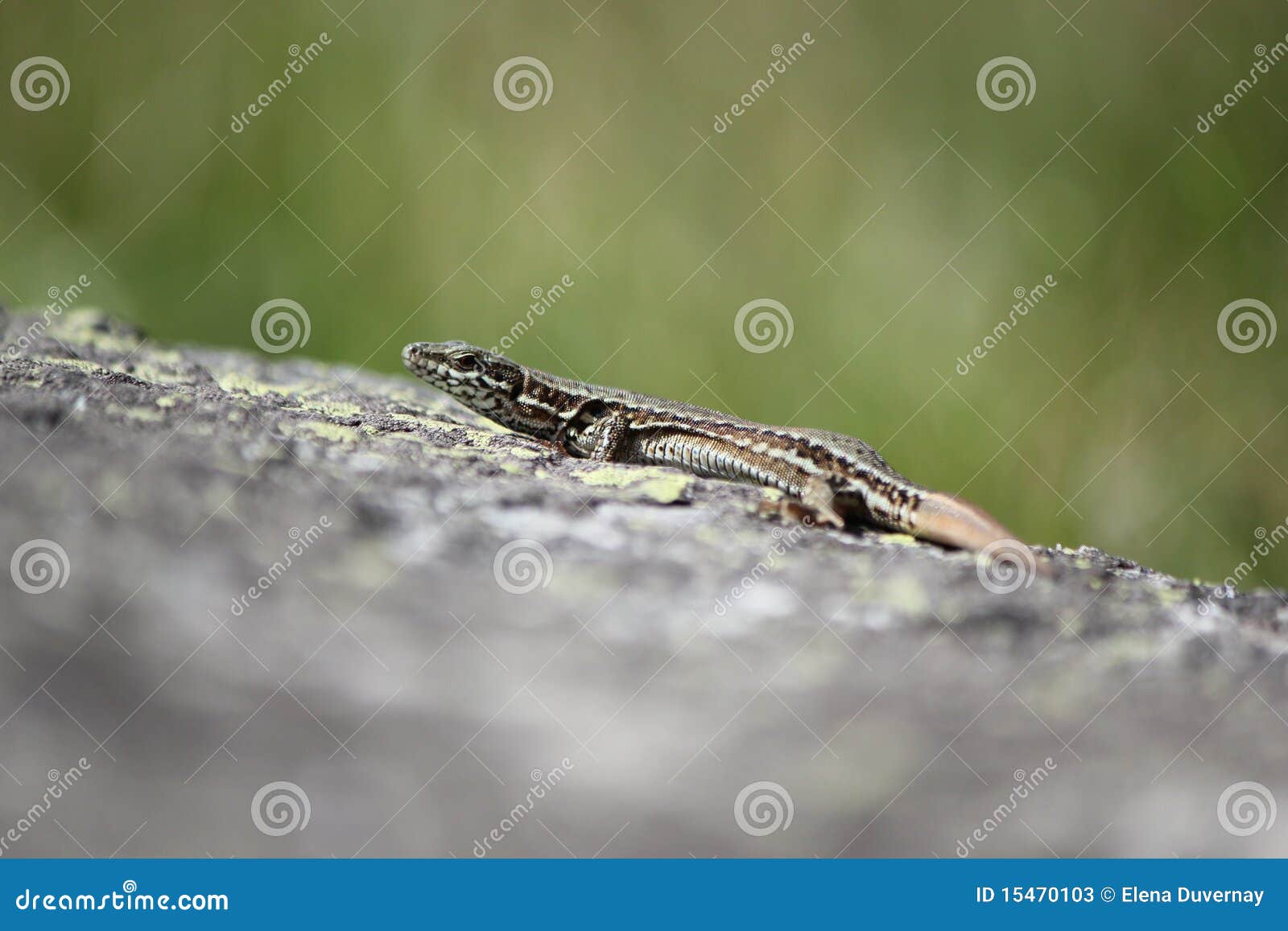 Lizard Lying on a Warm Wall Stock Image - Image of macro, prehistoric ...