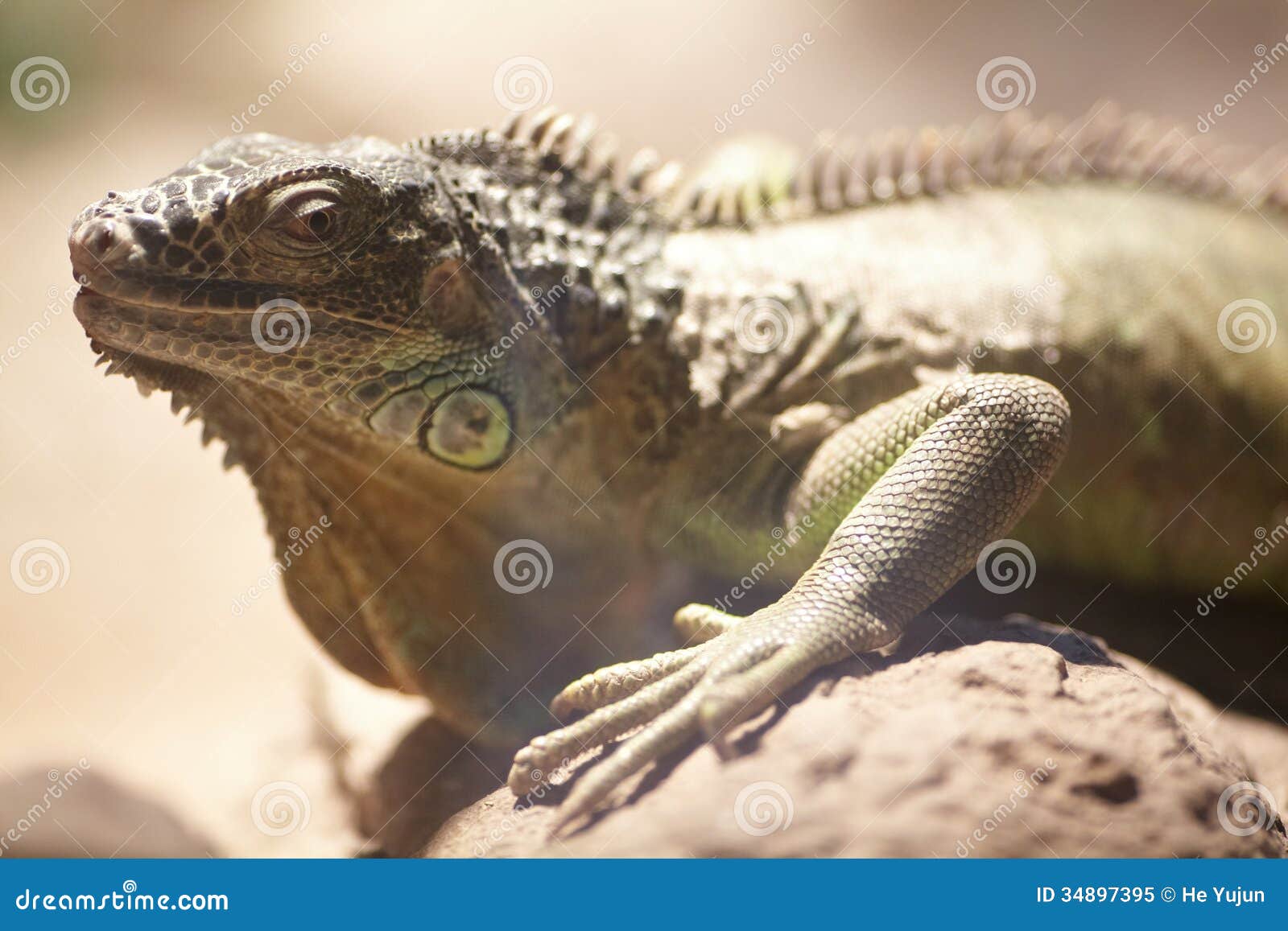 Lizard macro 2 stock image. Image of detail, dangerous - 34897395