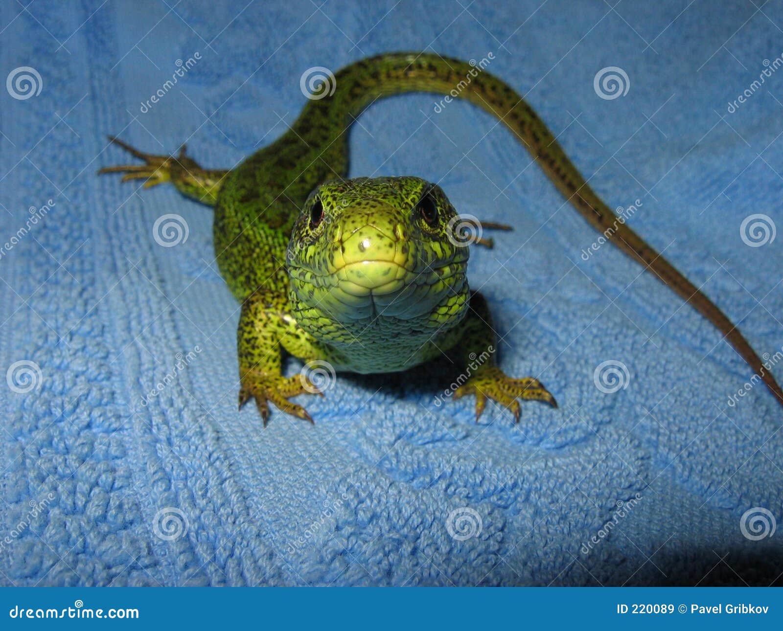 Lizard macro stock image. Image of russia, animal, blue - 220089